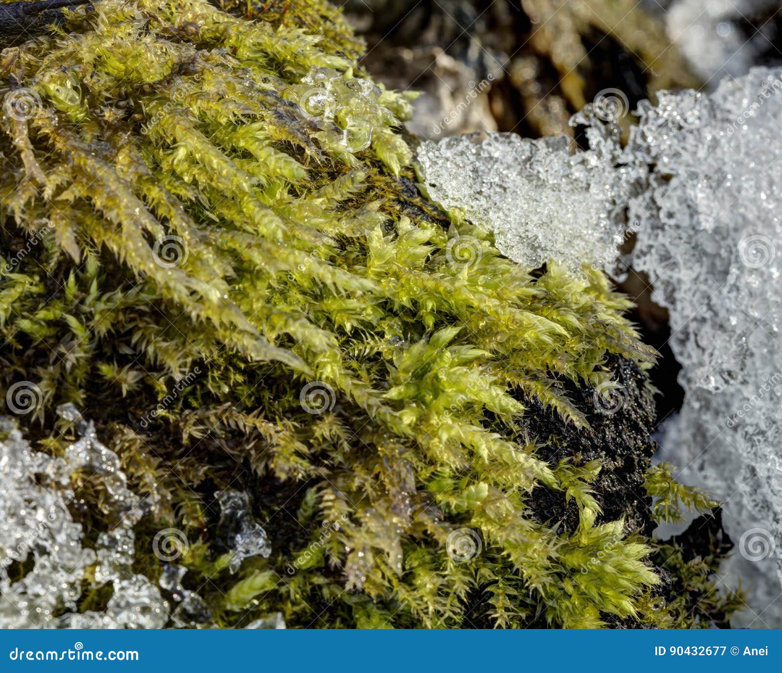 Detailed Photo of Moss Growing on Tree Bark Bordering with Melting Ice ...