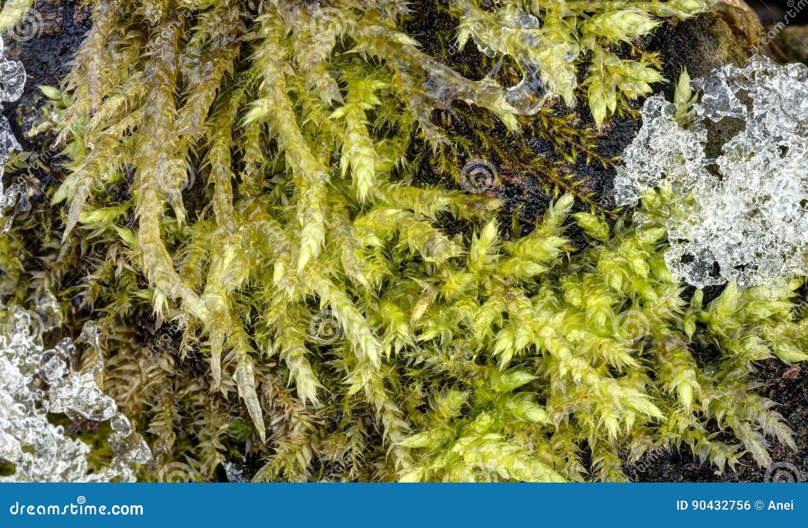 Detailed Photo of Moss Growing on Tree Bark Bordering with Melting Ice ...