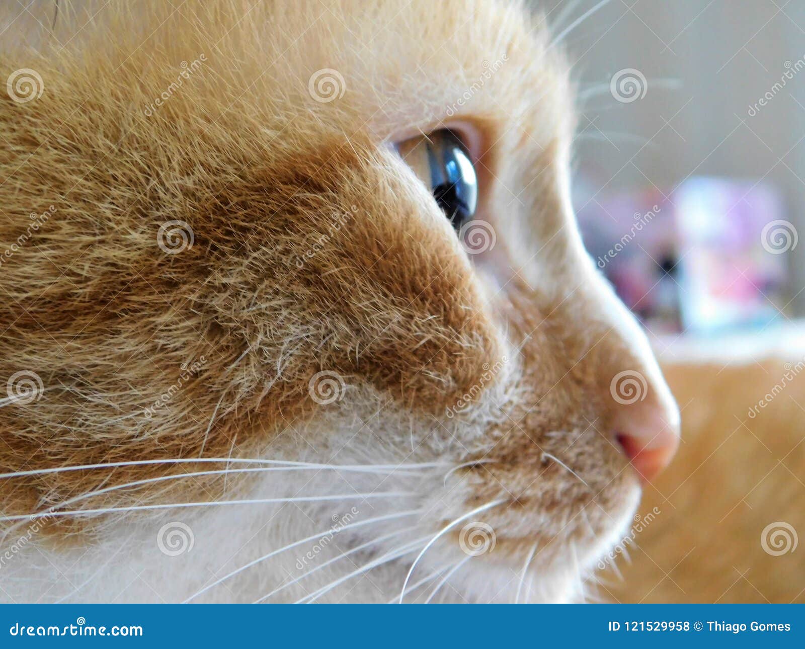 Macro Sideview of a Ginger Cat Stock Photo - Image of sideview, detail ...