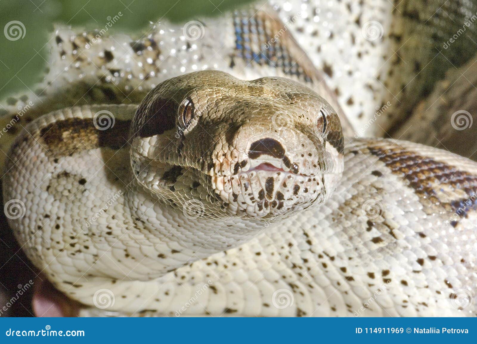 Detailed Portrait of a Huge and Scary Python Stock Image - Image of ...
