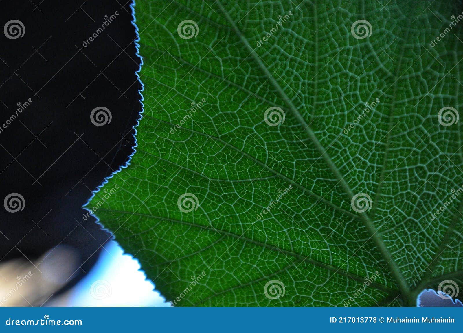 A Detailed Portrait of a Leaf Stock Photo - Image of nature, leaf ...