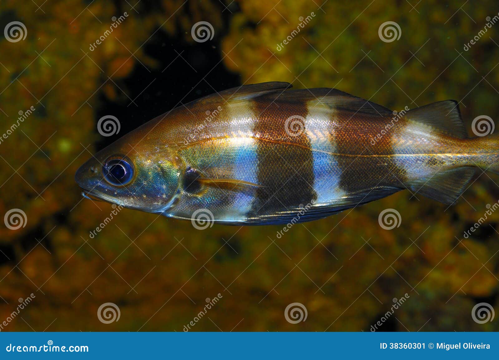 Detailed Pouting (Trisopterus Luscus) Stock Image - Image of fish ...