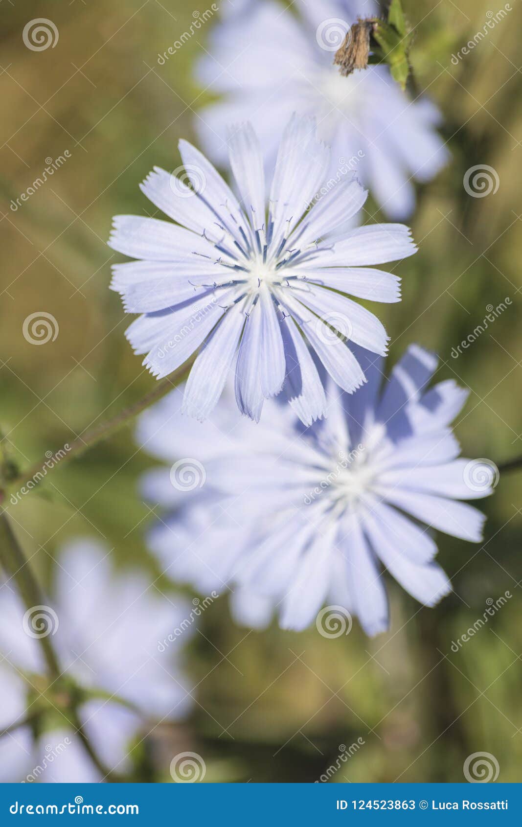 Detailed Purple Chicory Flower in a Grass Stock Image - Image of ...