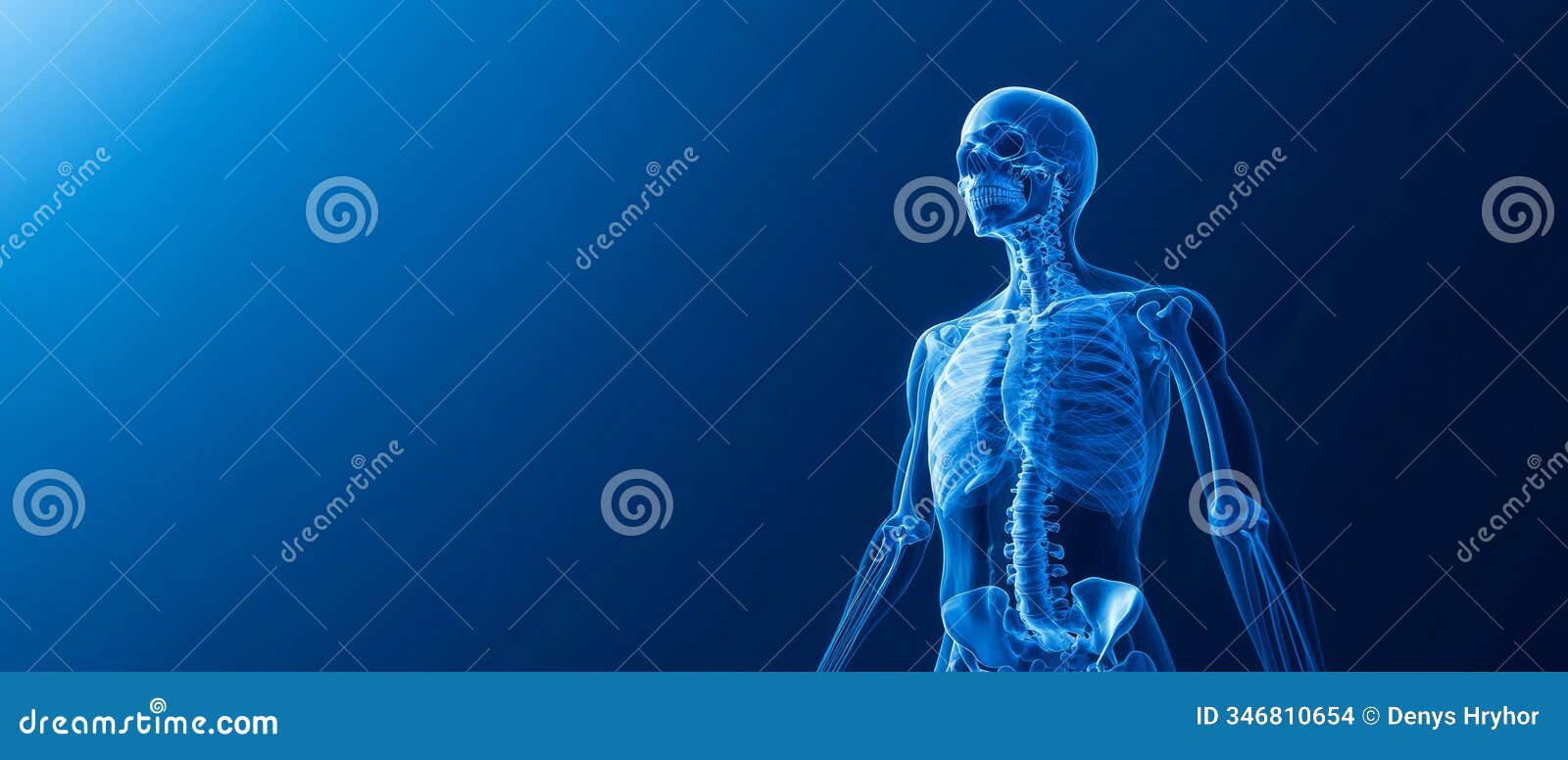 Detailed X-ray Displays the Complete Human Skeletal System Against a ...