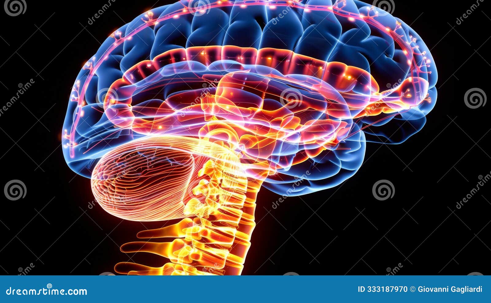 Detailed X-ray Image of the Nervous System, Showcasing the Brain ...