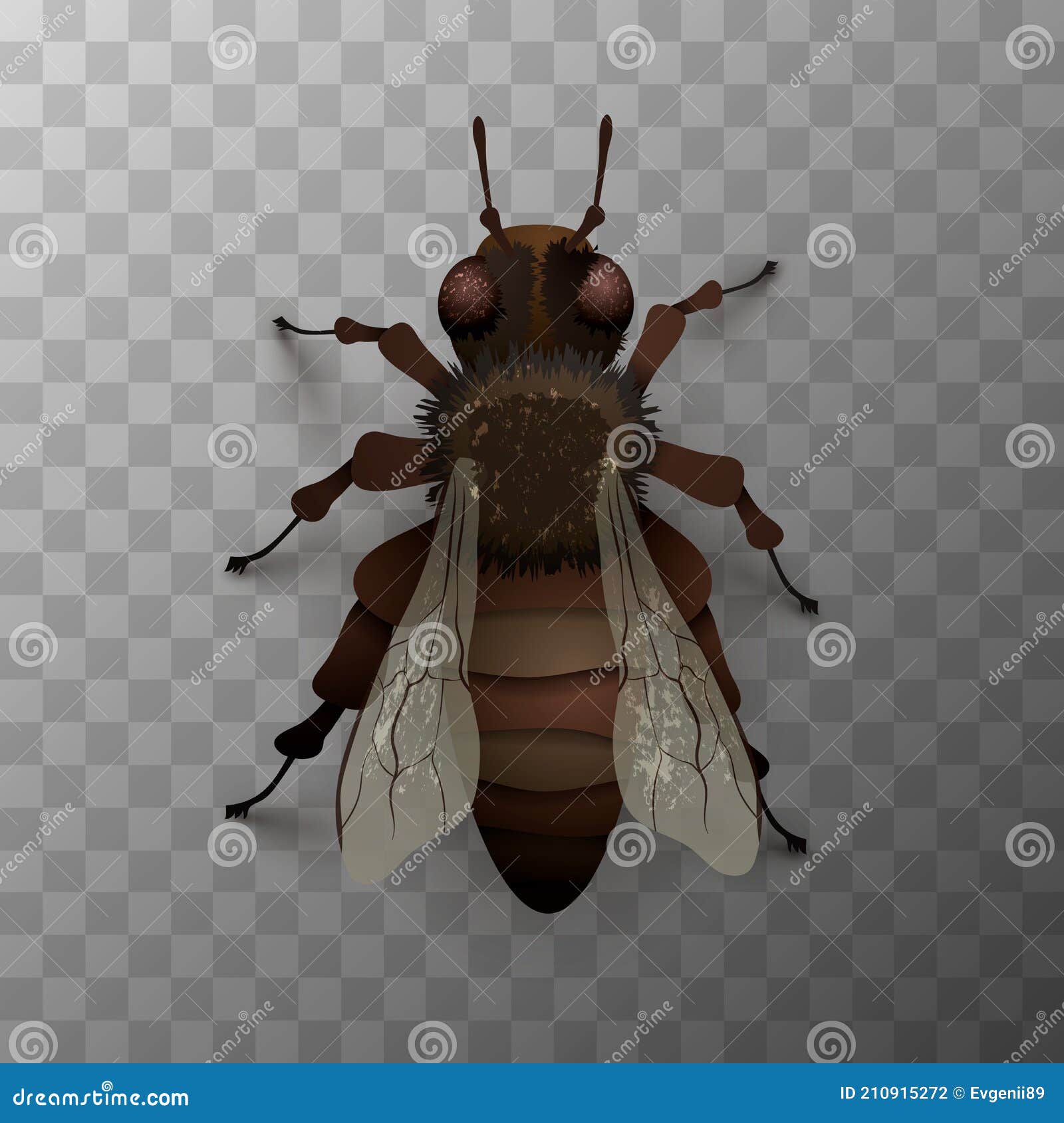 Realistic Ant, Housefly, Spinner And Other Vector Elements. Set Of Bug ...
