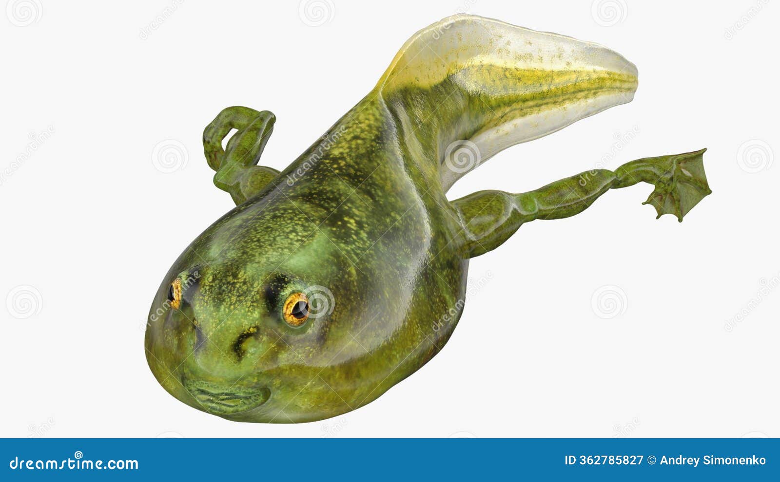 Detailed Realistic Frog Tadpole with Limb Development Stock Image ...