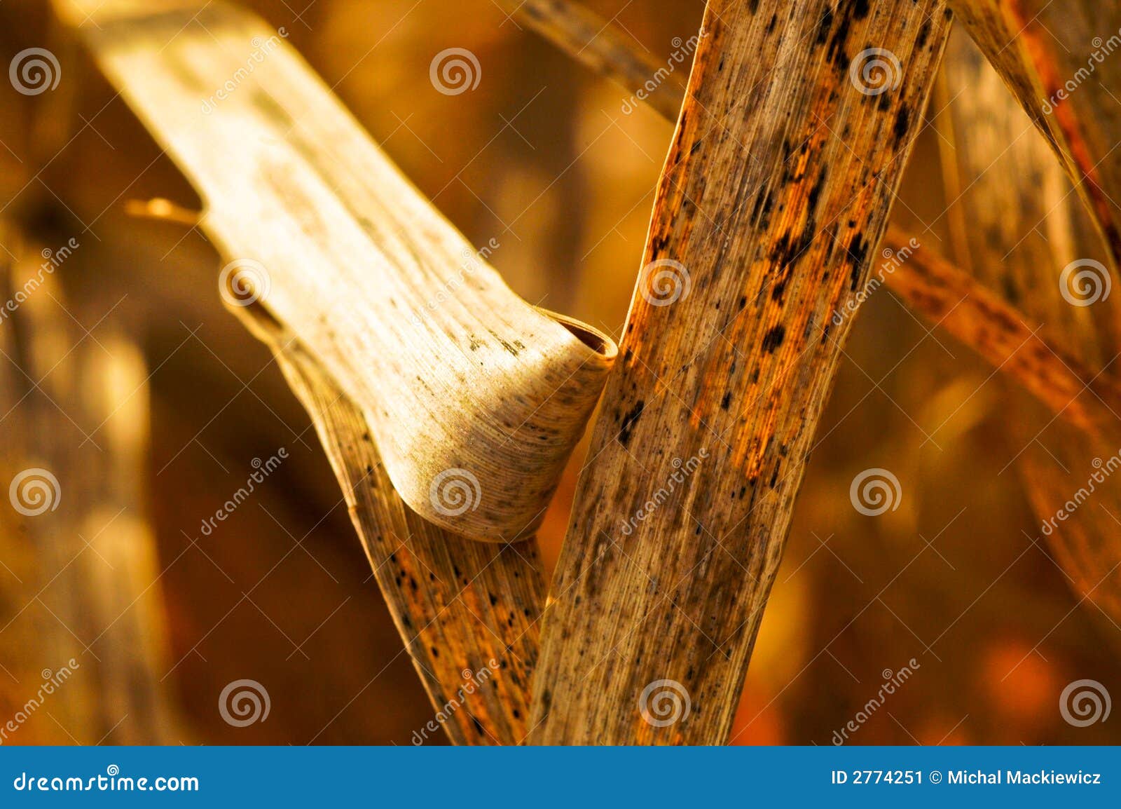 Detailed reed stock image. Image of grow, fall, reeds - 2774251