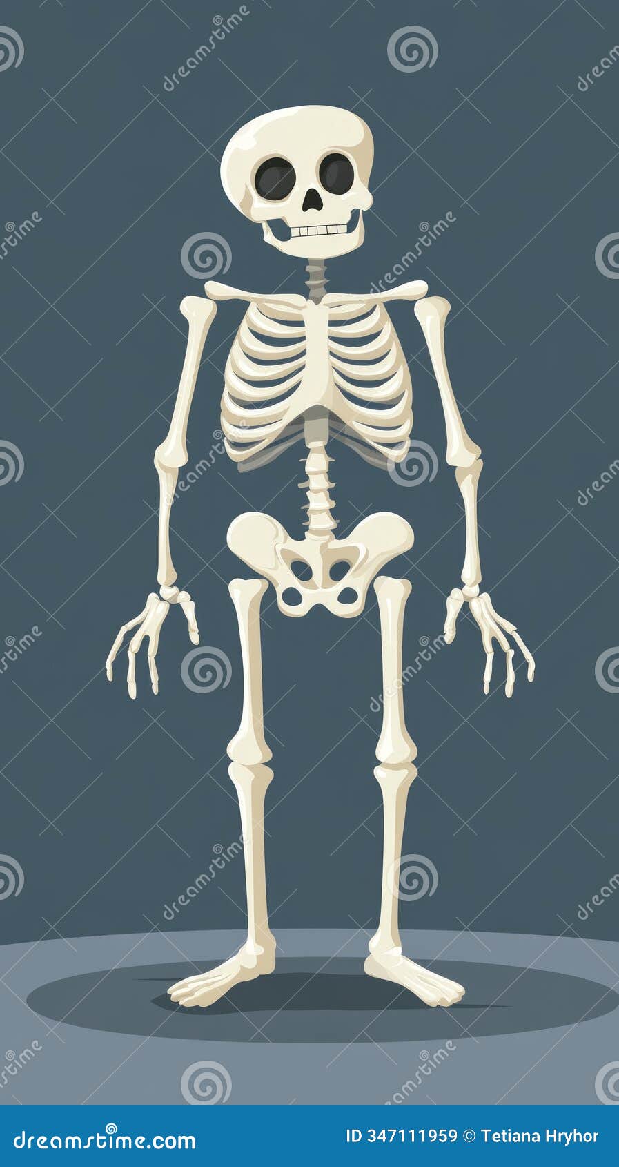 A Detailed Representation of a Human Skeleton Stands Upright on a ...