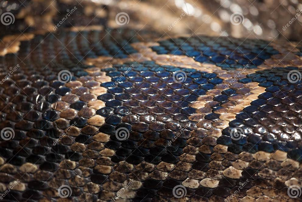 Close Up of Python Scales stock photo. Image of constrictor - 140831458