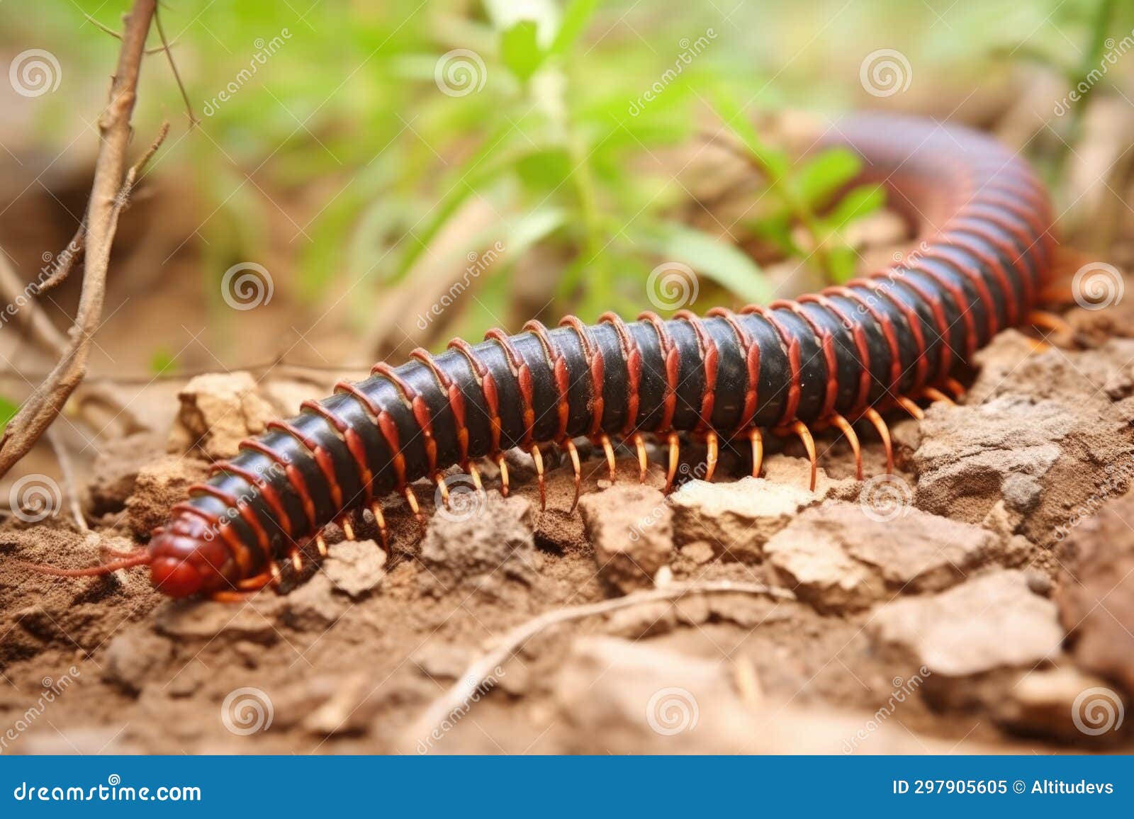 The Texture Of Centipede Pattern Mud Terrain Tire Stock Image ...