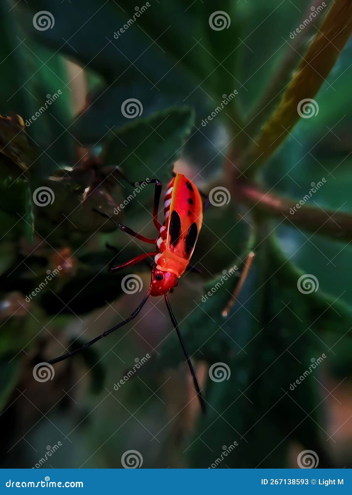 Dysdercus Cingulatus stock image. Image of plant, arthropod - 267138593