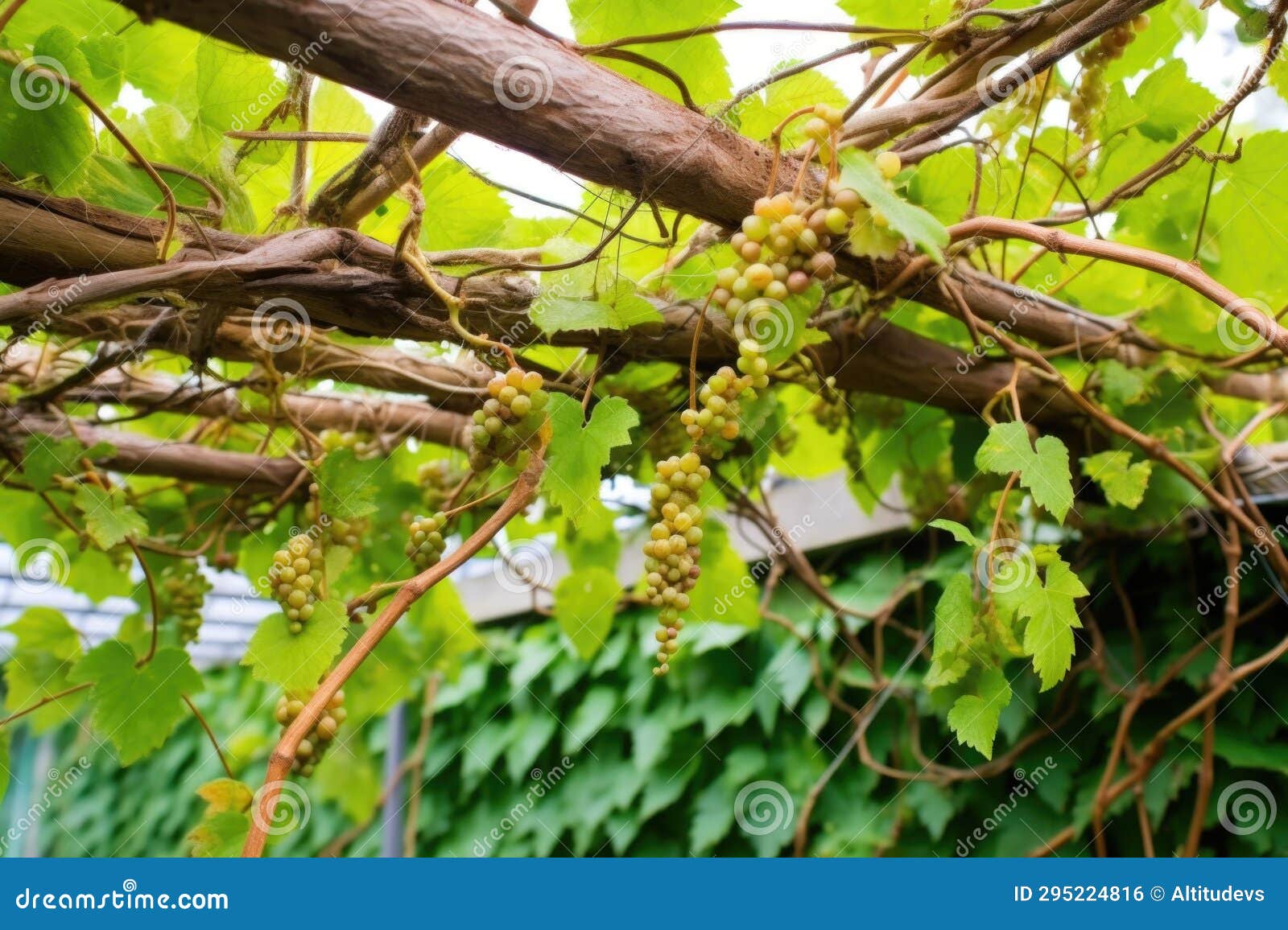 Detailed Shot of Tangled Grape Vines Climbing a Trellis Stock Photo ...