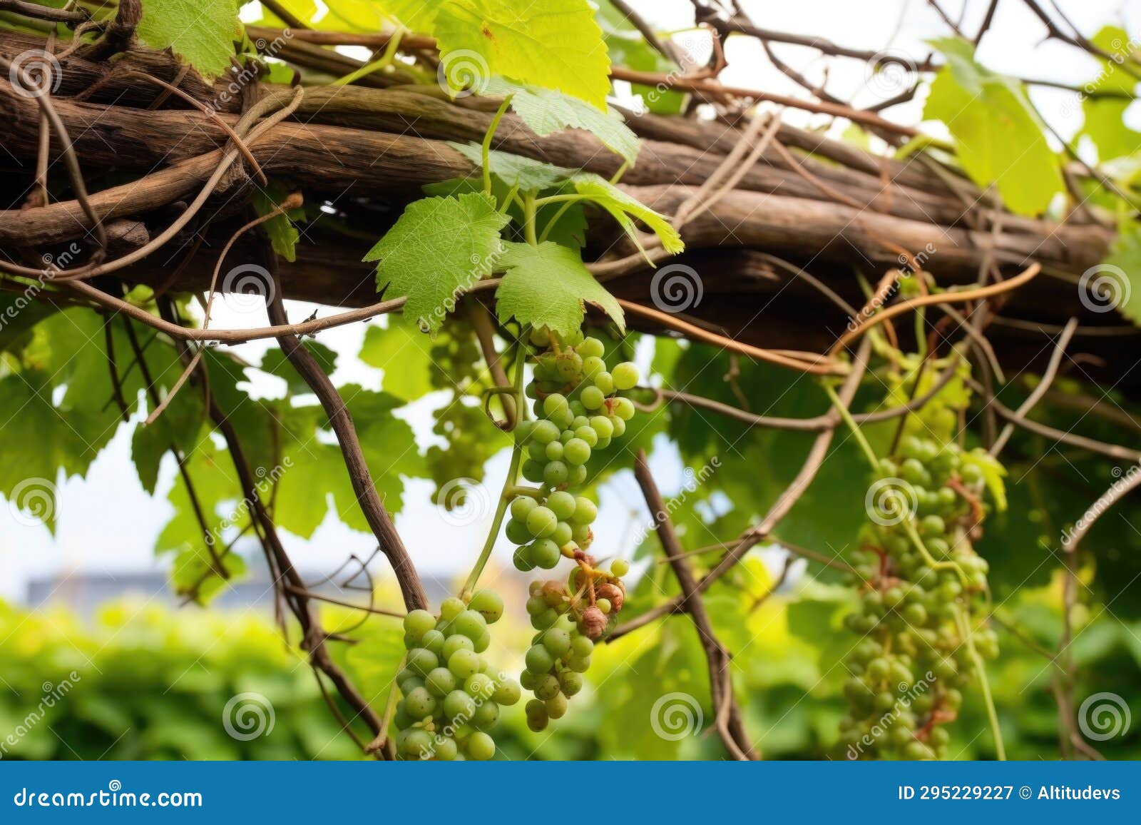 Detailed Shot of Tangled Grape Vines Climbing a Trellis Stock Image ...