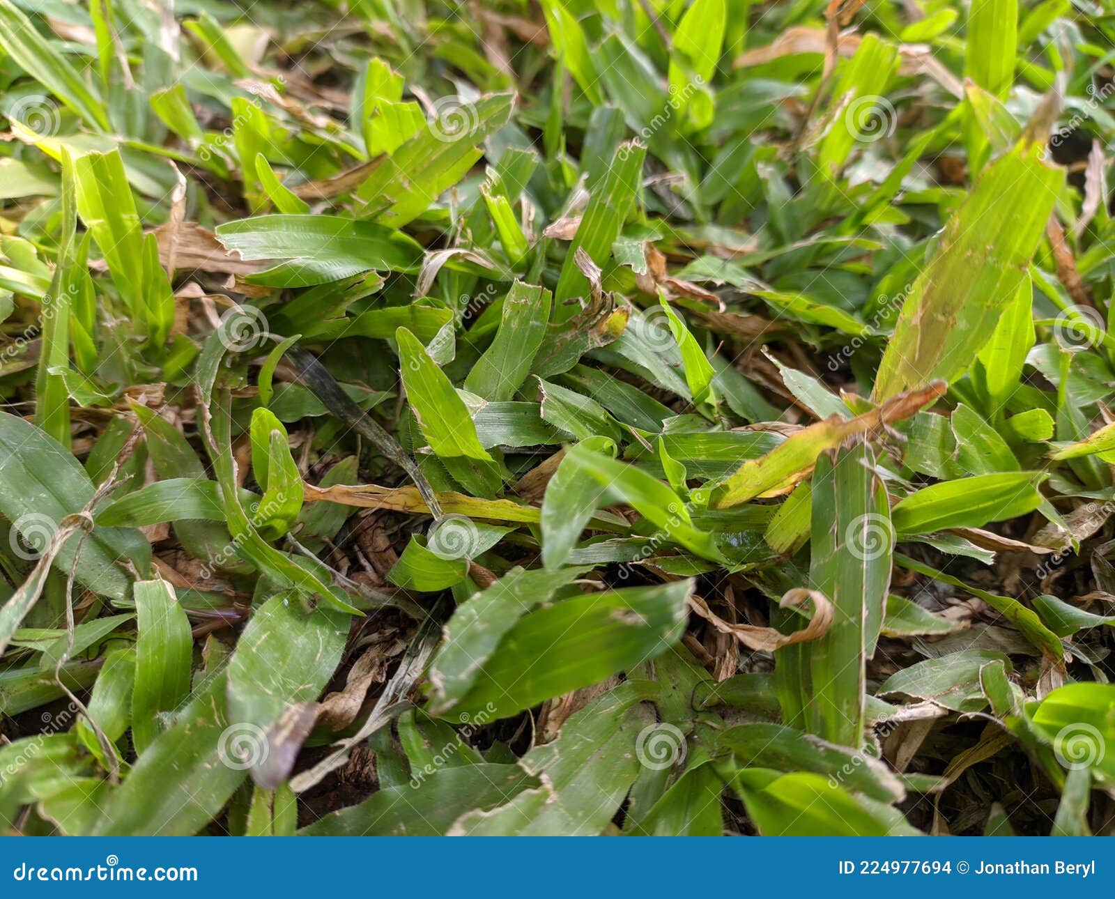 Detailed Side of Green Colour Grass Stock Photo - Image of crop, branch ...