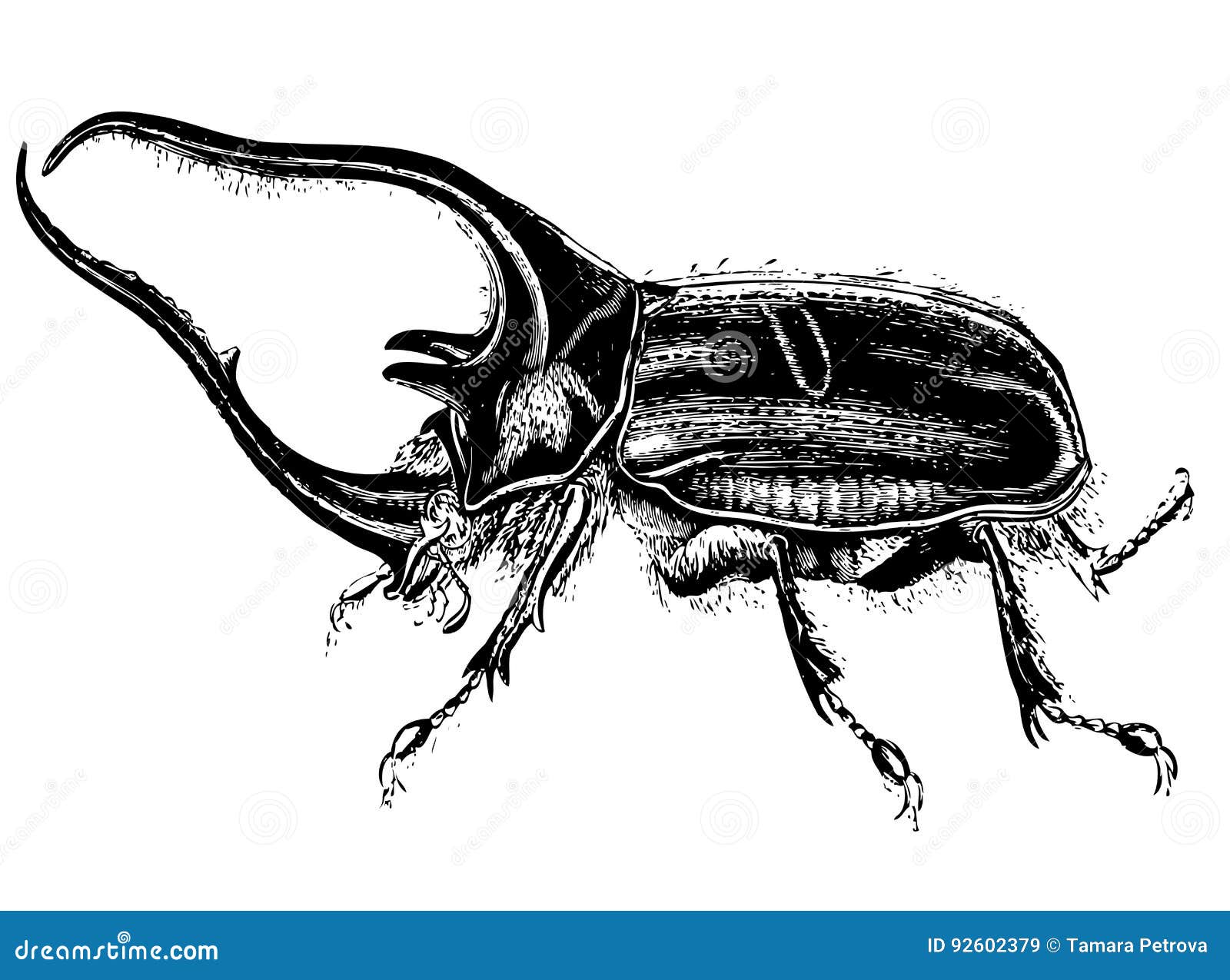 Detailed Sketch Beetle Stag Stock Illustration - Illustration of ...
