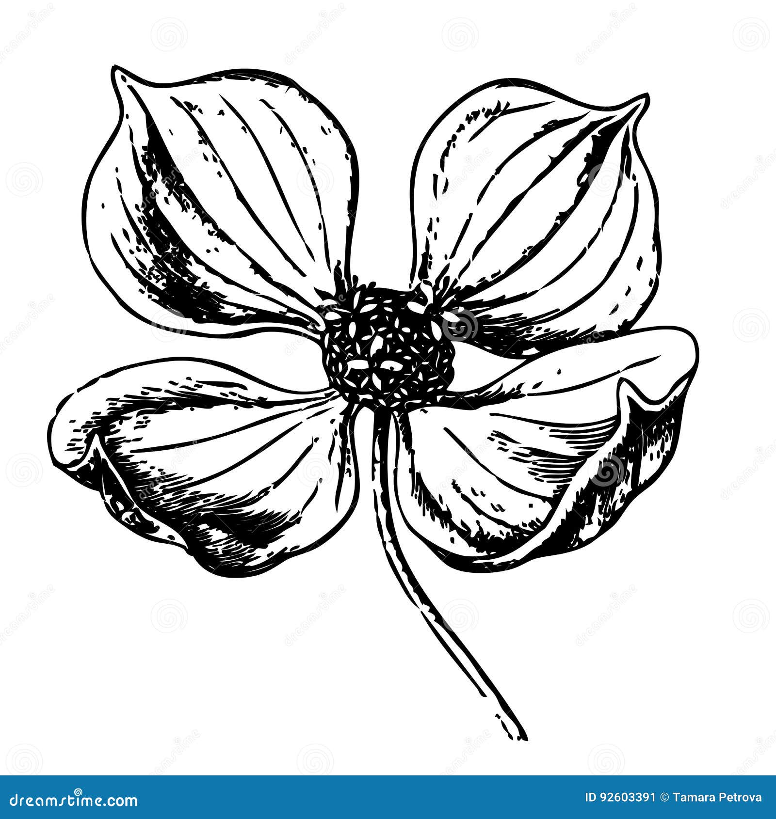 Structure Of Flower Of Sunflower In Cross Section. Diagram Of Flower ...
