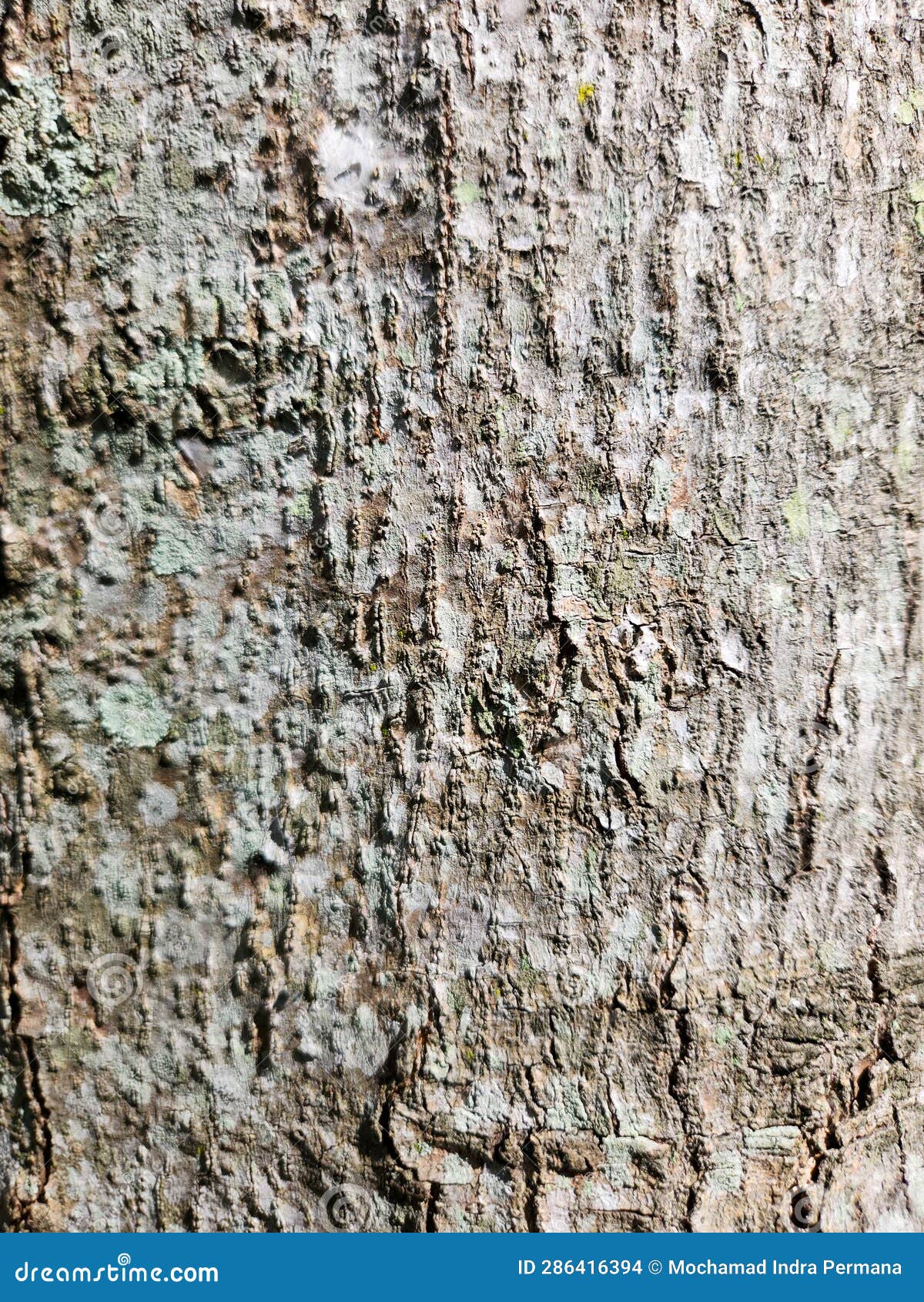 Unhealthy Tree Bark With Cracks And Discoloration On Display Stock ...
