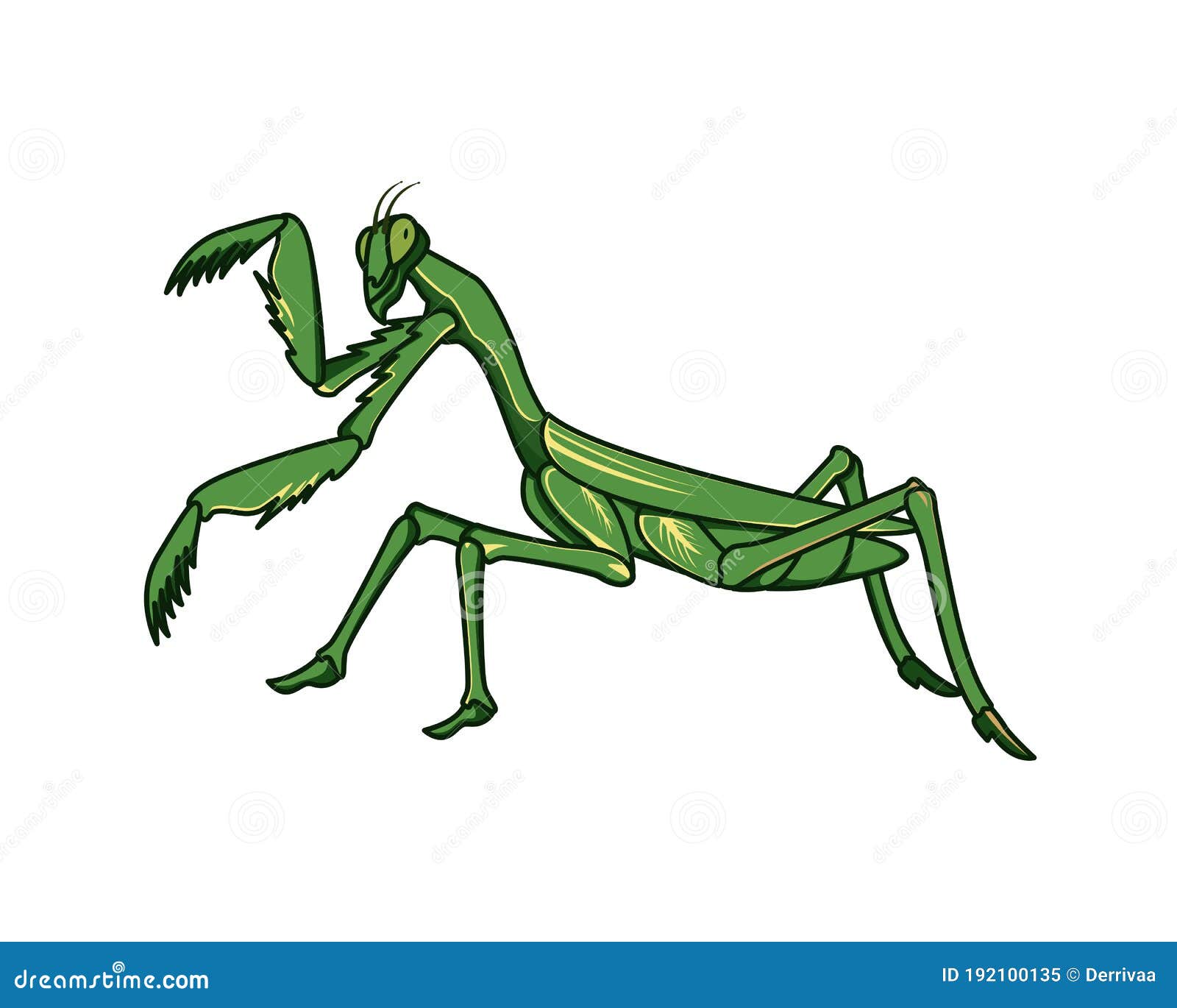 Detailed Standing Praying Mantis Illustration Stock Vector ...