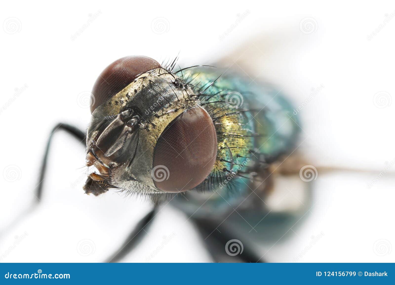 Detailed Study of Fly Head Stacked Stock Image - Image of animal, hairy ...