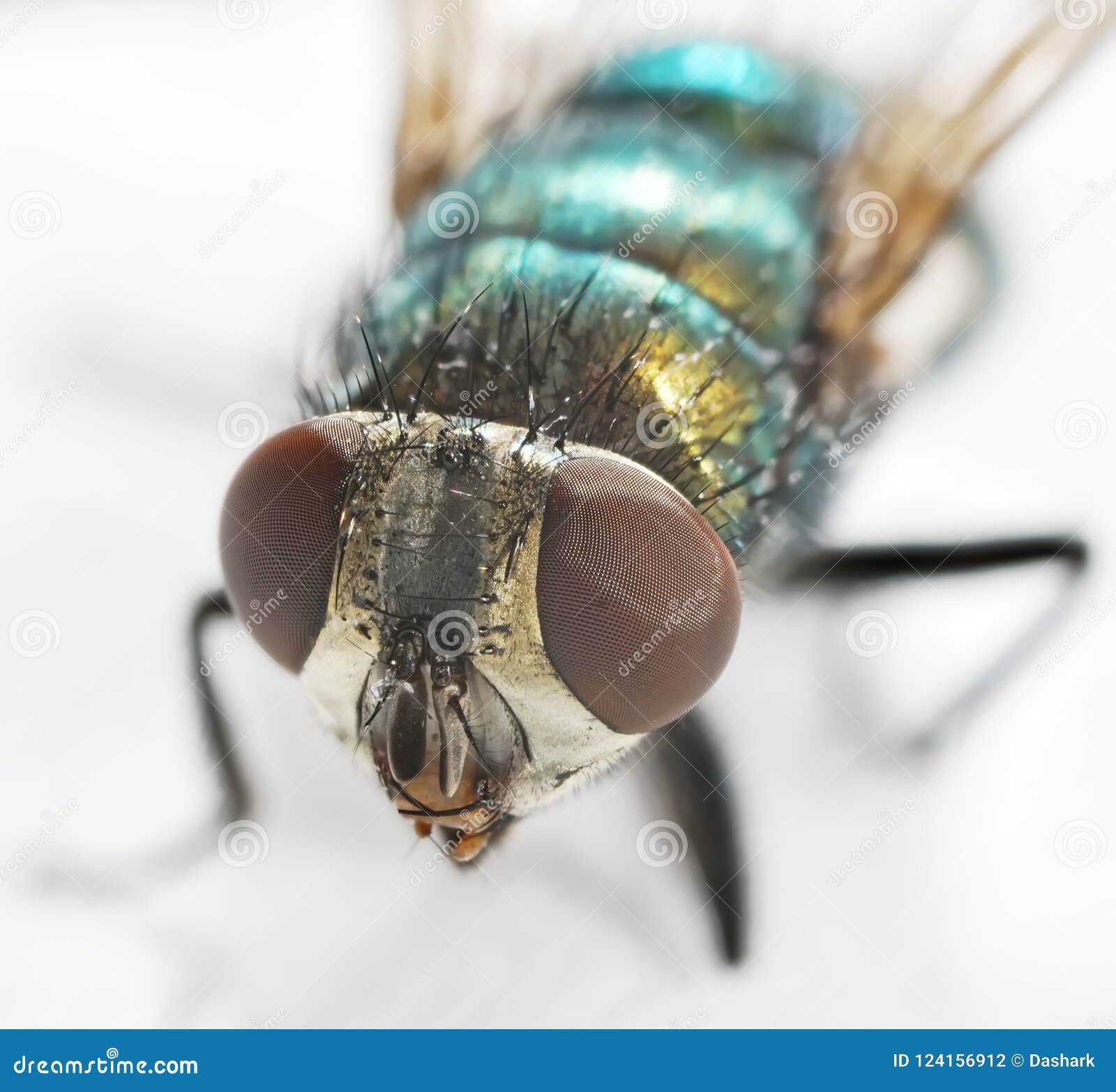 Detailed Study of Fly Head Stacked Stock Photo - Image of detailed ...
