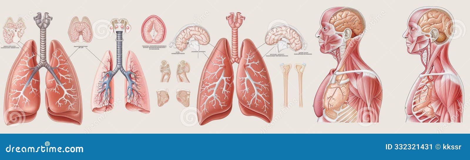 Detailed Study of Human Respiratory System Anatomy, Including the ...