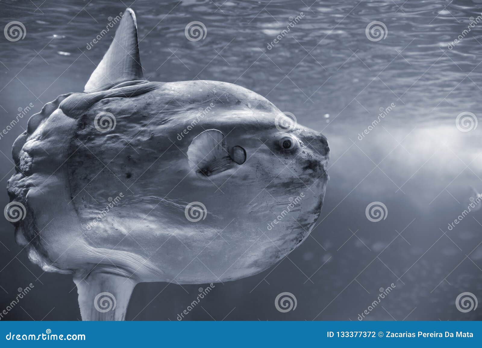 Detailed sunfish closeup stock photo. Image of nature - 133377372
