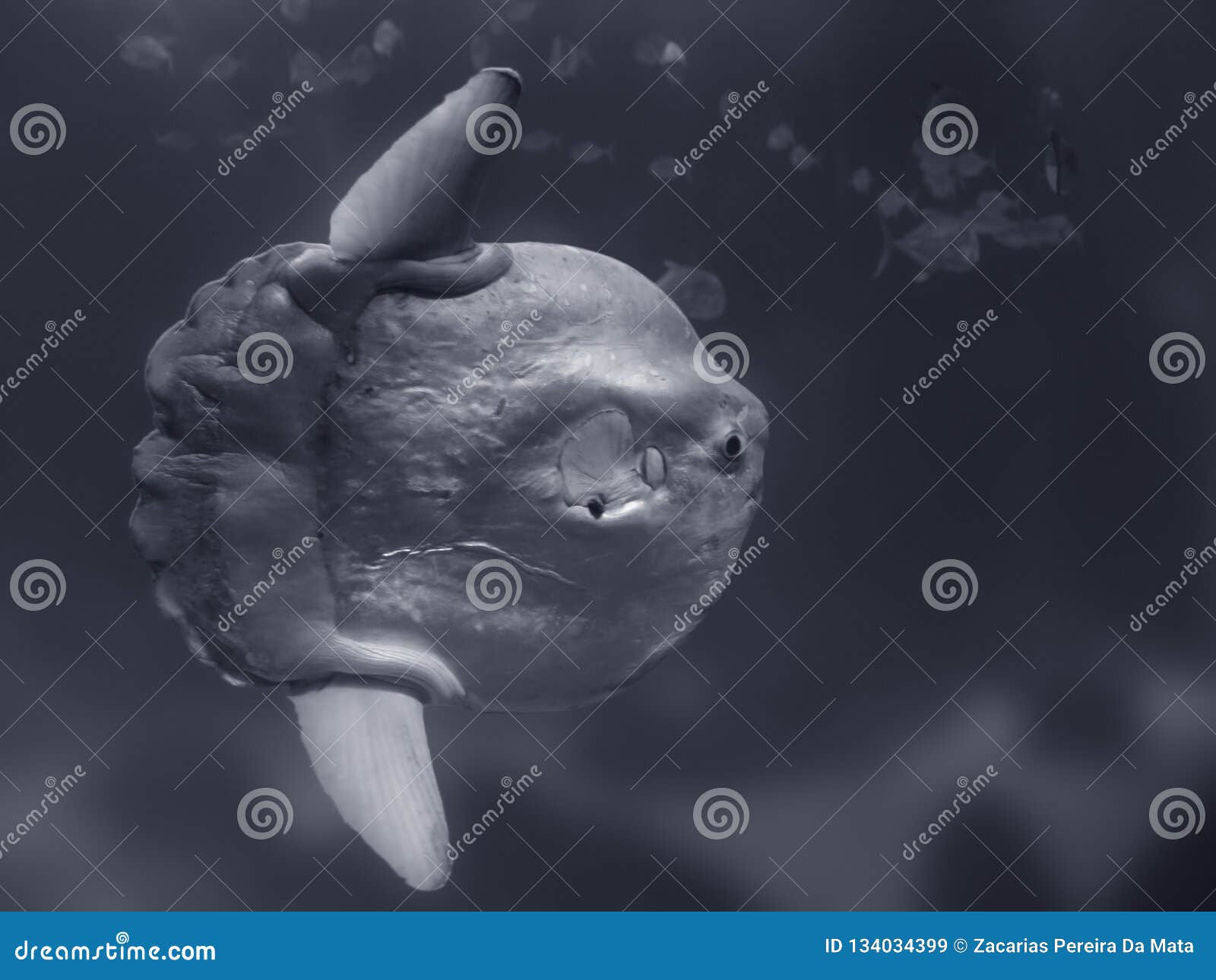 Detailed sunfish closeup stock image. Image of pacific - 134034399
