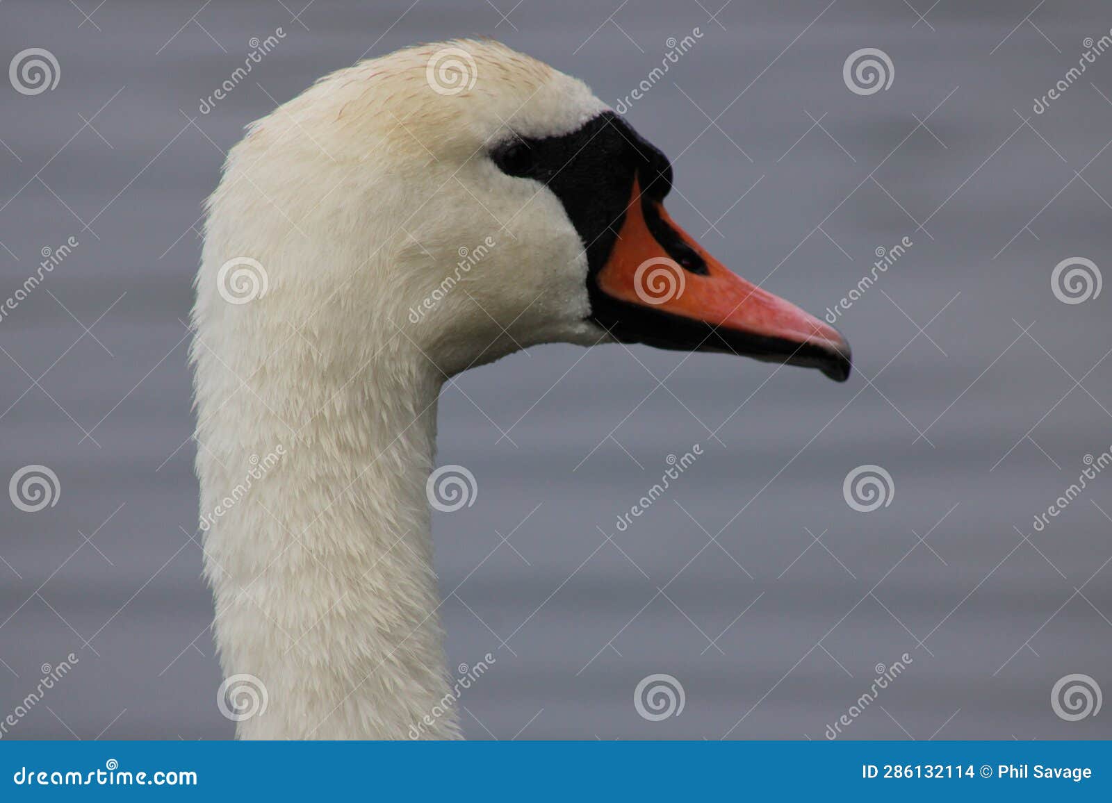 Detailed Swan Closeup Looking Right Stock Photo - Image of nature ...
