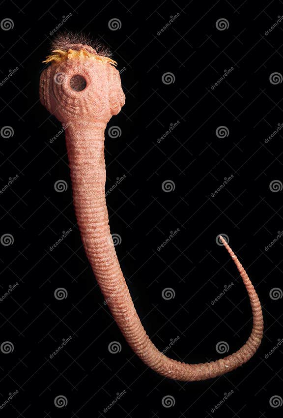 Detailed Tapeworm Under the Microscope-3d Rendering Stock Illustration ...