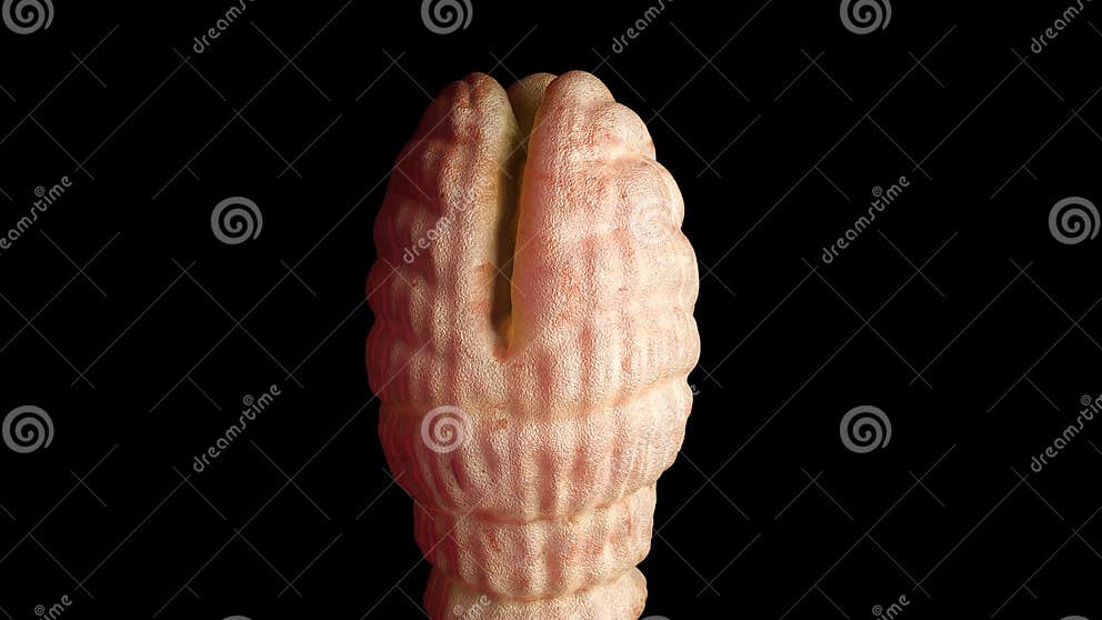 Detailed Tapeworm Under the Microscope-3d Rendering Stock Illustration ...