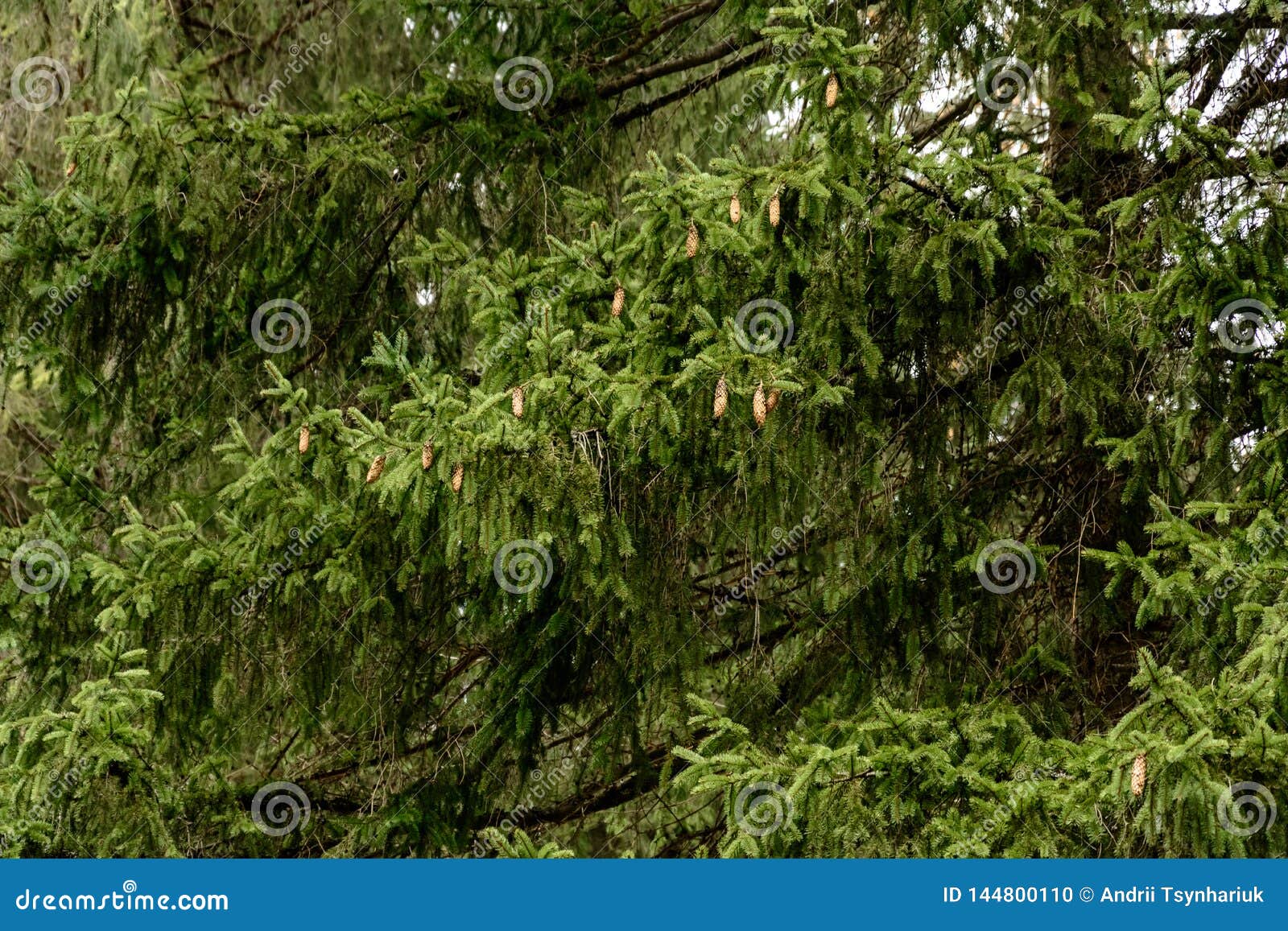 Detailed Texture of Conifer Forest on Hill Close Up, Background of Tree ...