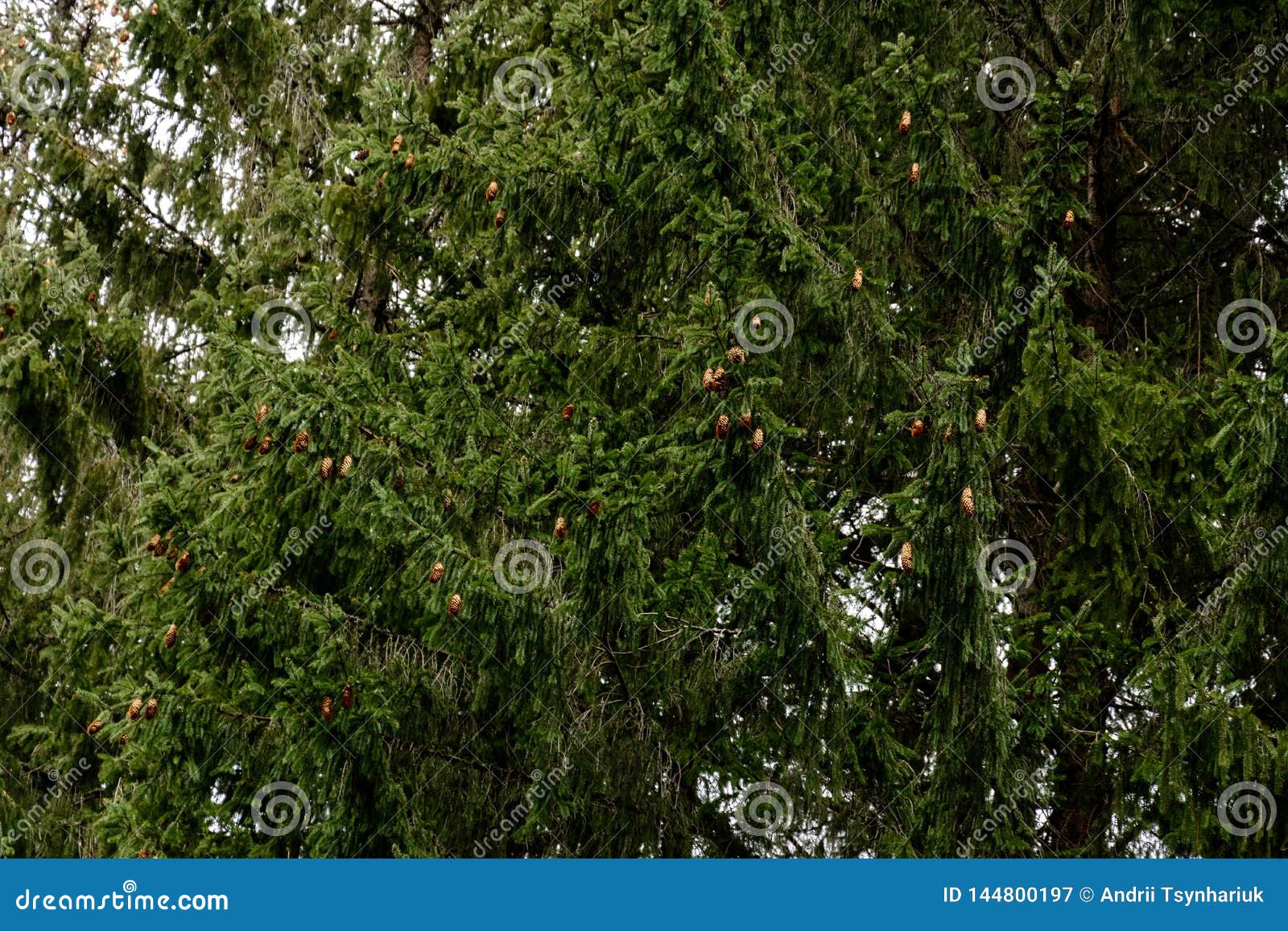 Detailed Texture of Conifer Forest on Hill Close Up, Background of Tree ...