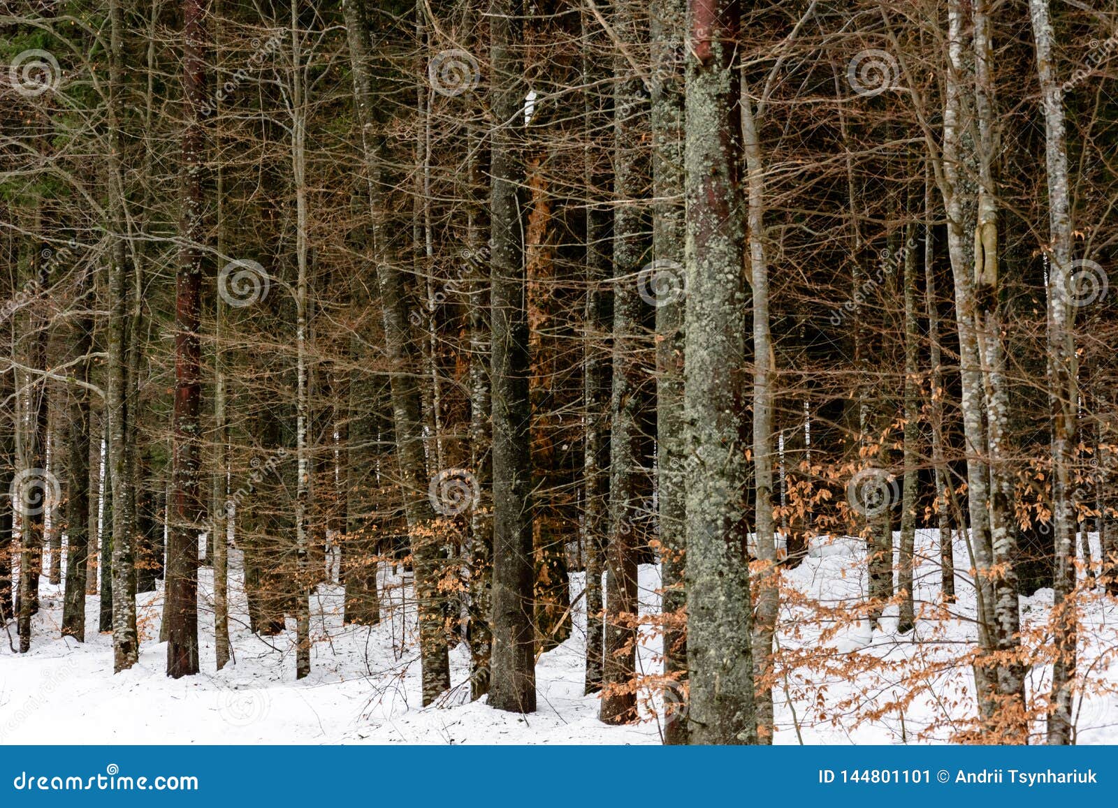 Detailed Texture of Conifer Forest on Hill Close Up, Background of Tree ...