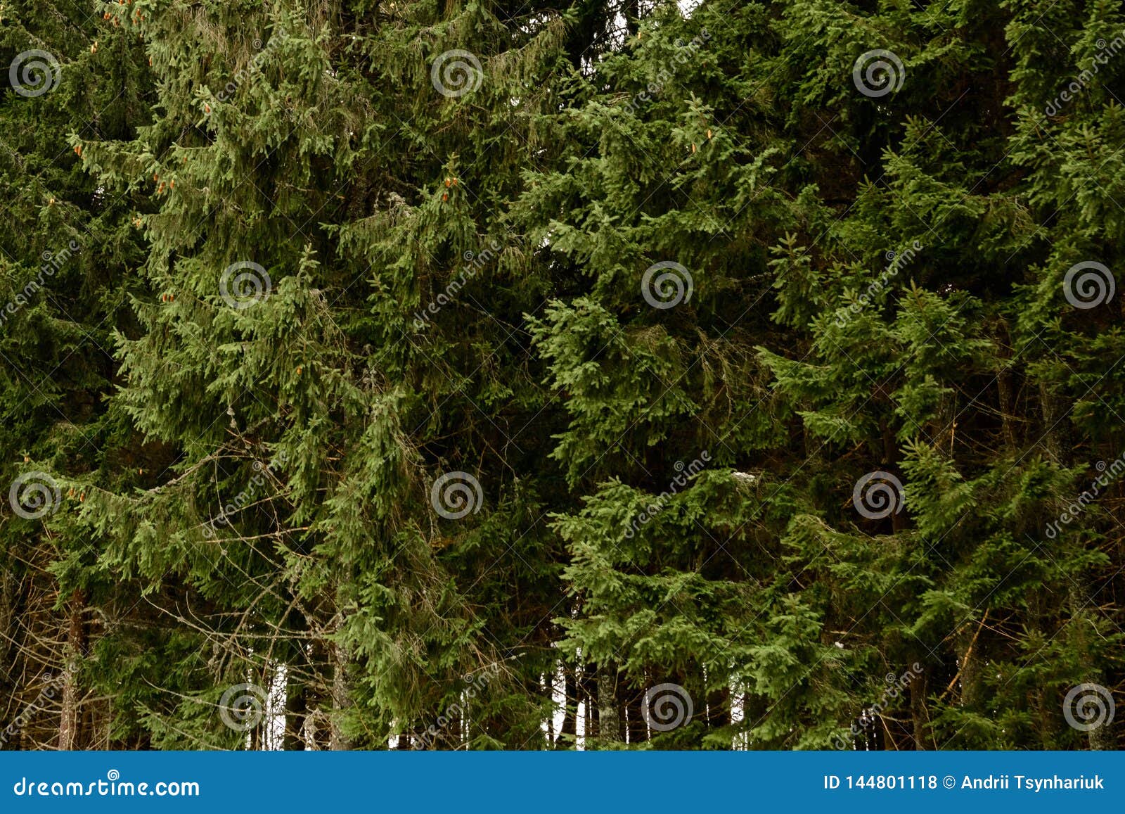 Detailed Texture of Conifer Forest on Hill Close Up, Background of Tree ...