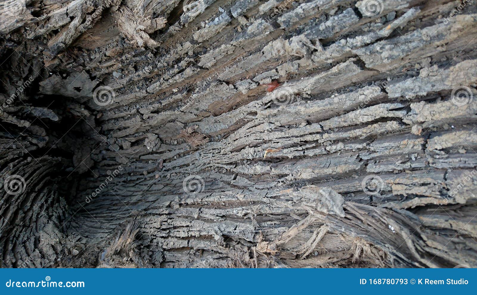 Detailed Texture of Fallen Tree Bark, Rough Surface and Curvature Stock ...