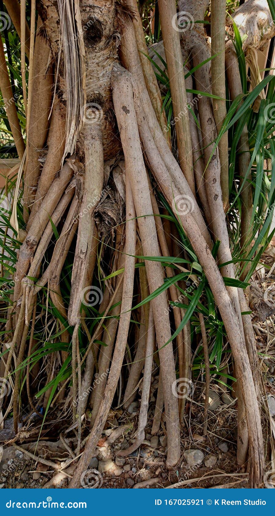 Detailed Texture of Mangrove Roots Stock Image - Image of grass ...