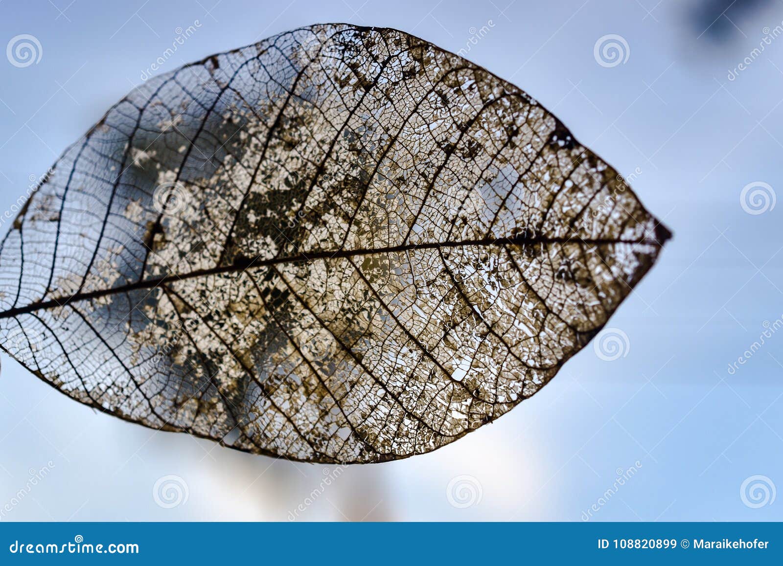 Detailed Texture of a Mangrove Tree Leaf Stock Image - Image of macro ...