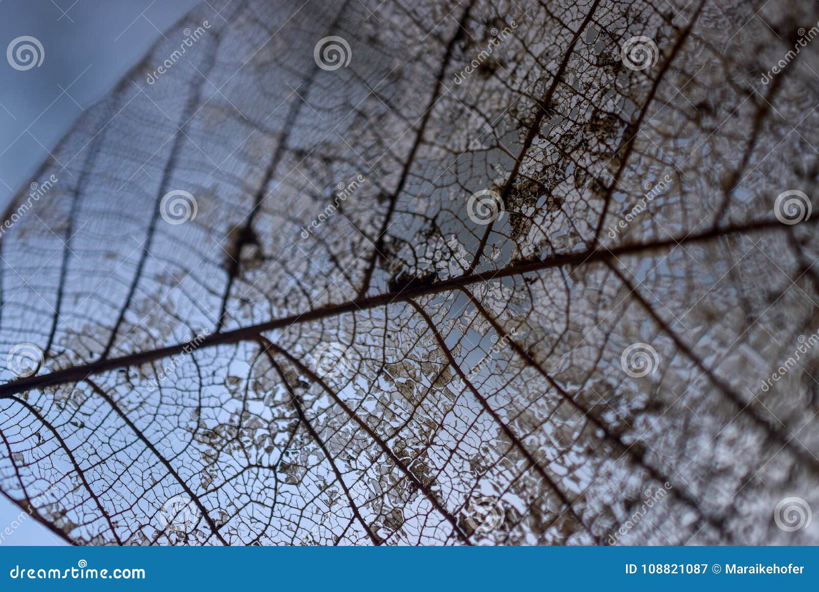 Detailed Texture of a Mangrove Tree Leaf Stock Image - Image of natural ...