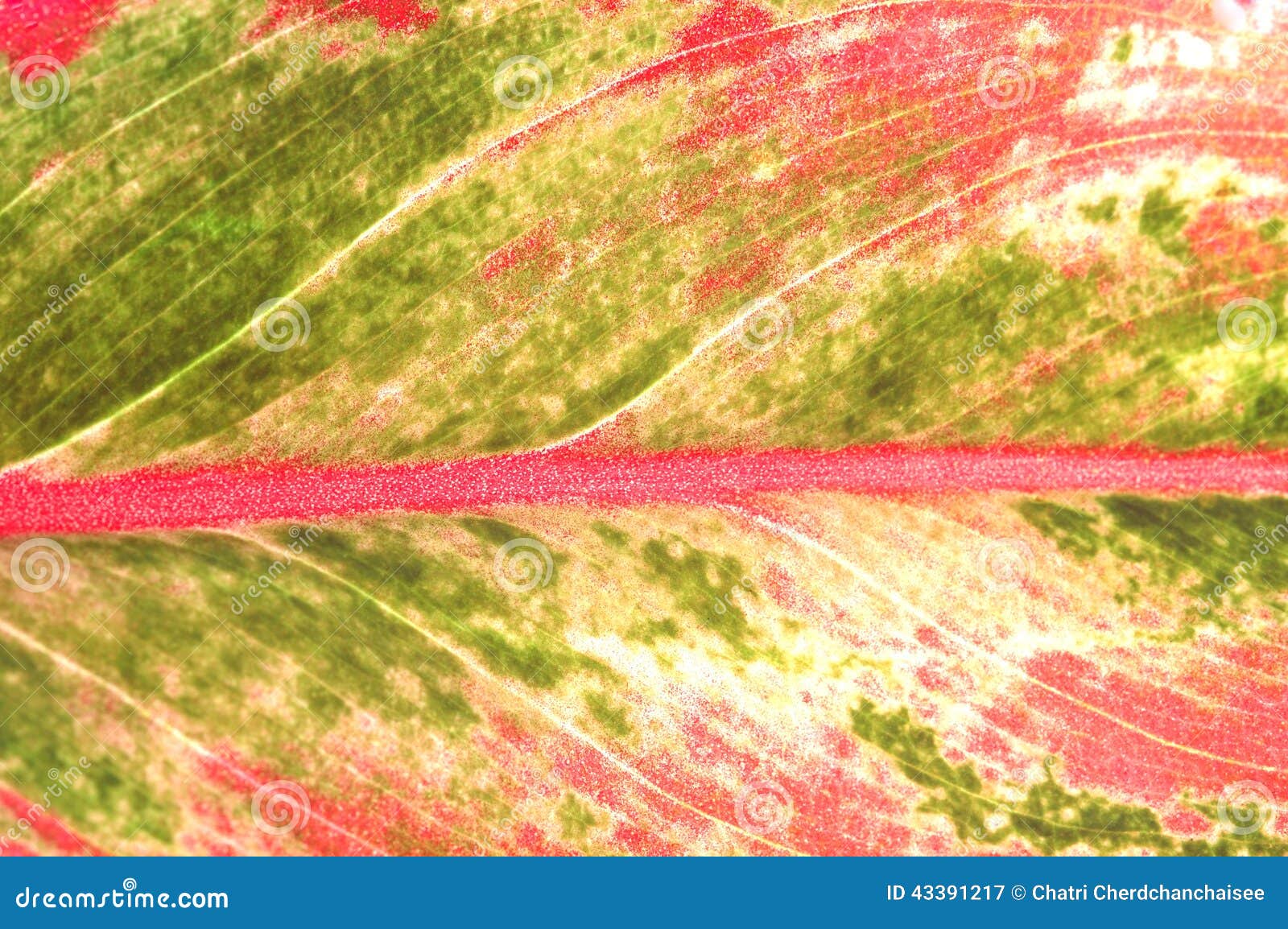 Detailed Texture of the Red Sheet Tree Stock Image - Image of herb ...