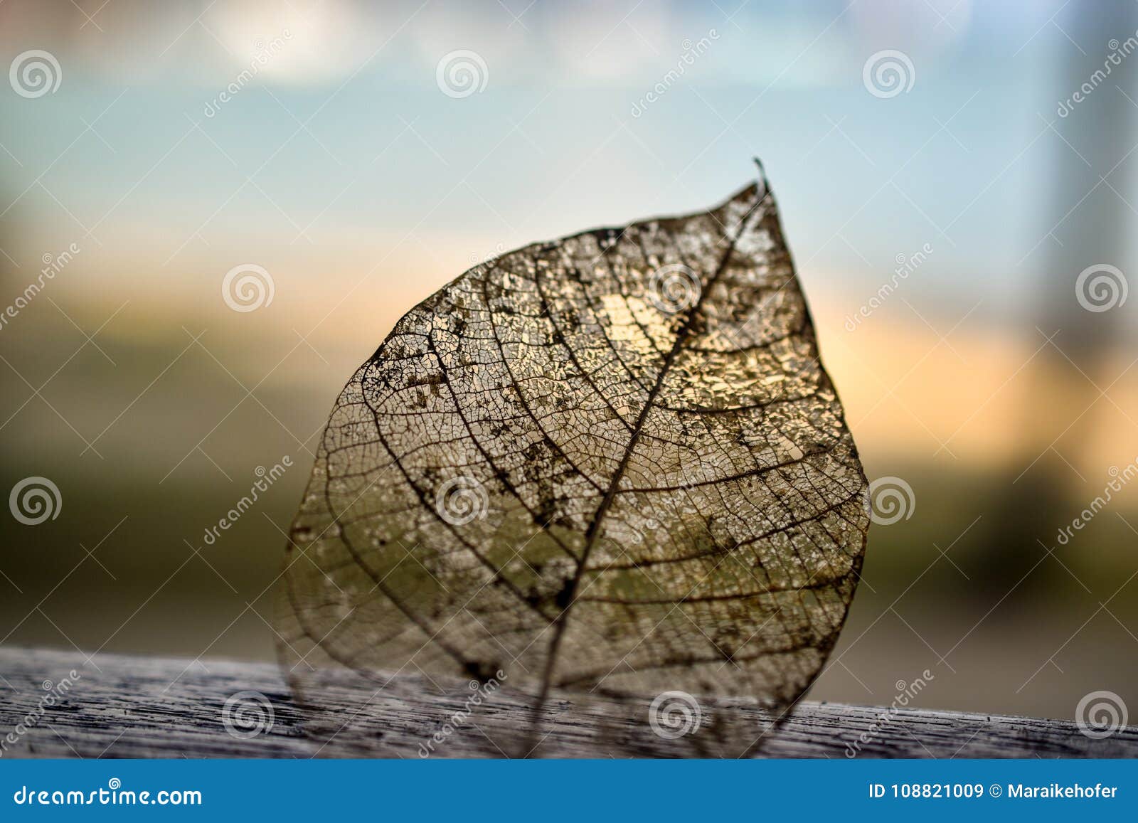 Detailed Texture of a Mangrove Tree Leaf Stock Image - Image of growth ...