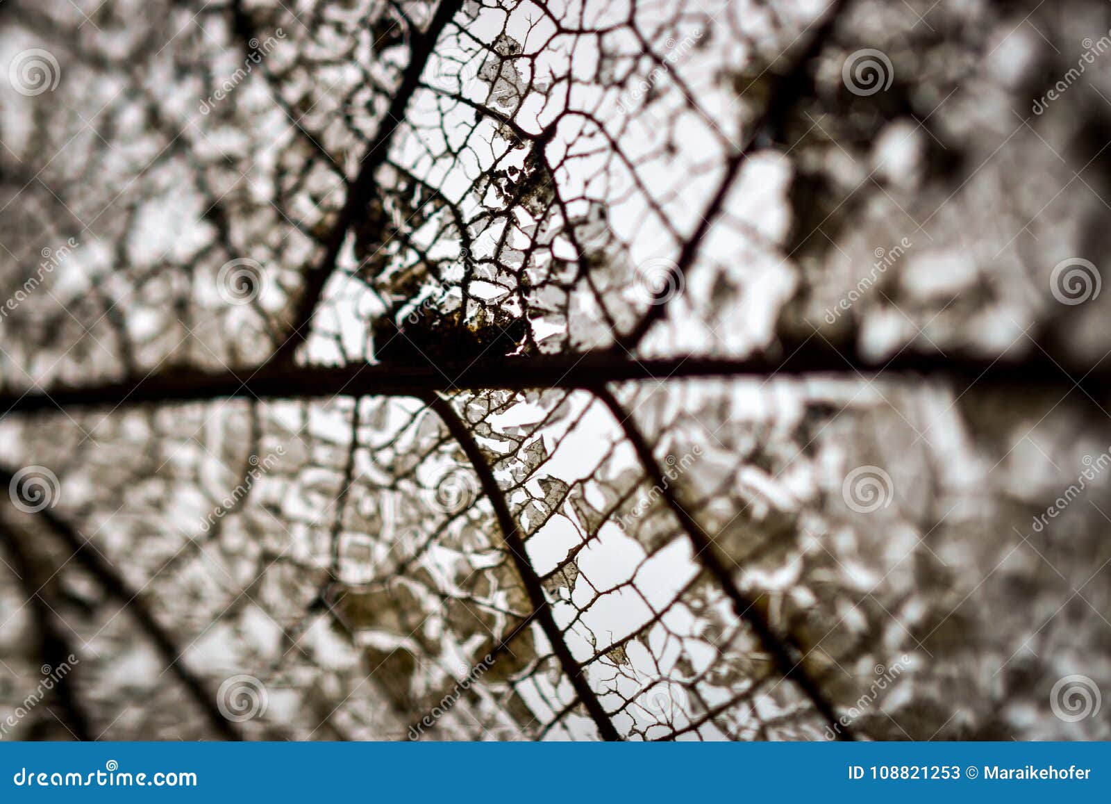 Detailed Texture of a Mangrove Tree Leaf Stock Image - Image of ...