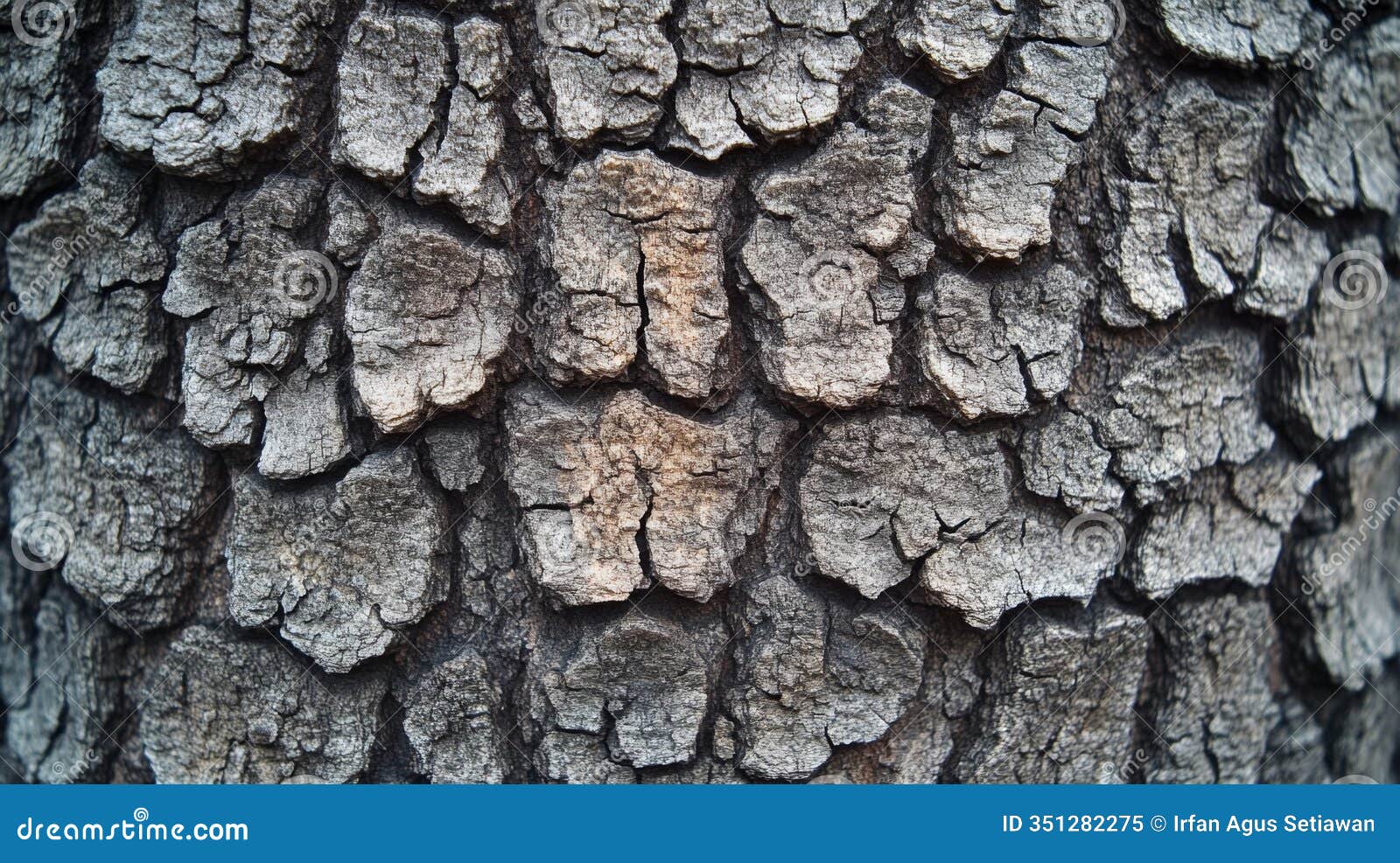 Detailed Texture of Rough Tree Bark Surface Stock Illustration ...
