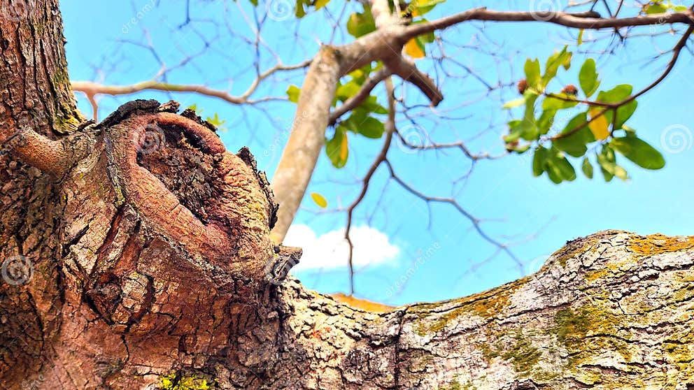 Detailed Texture of a Tree Trunk with a Blue Sky Background Stock Photo ...