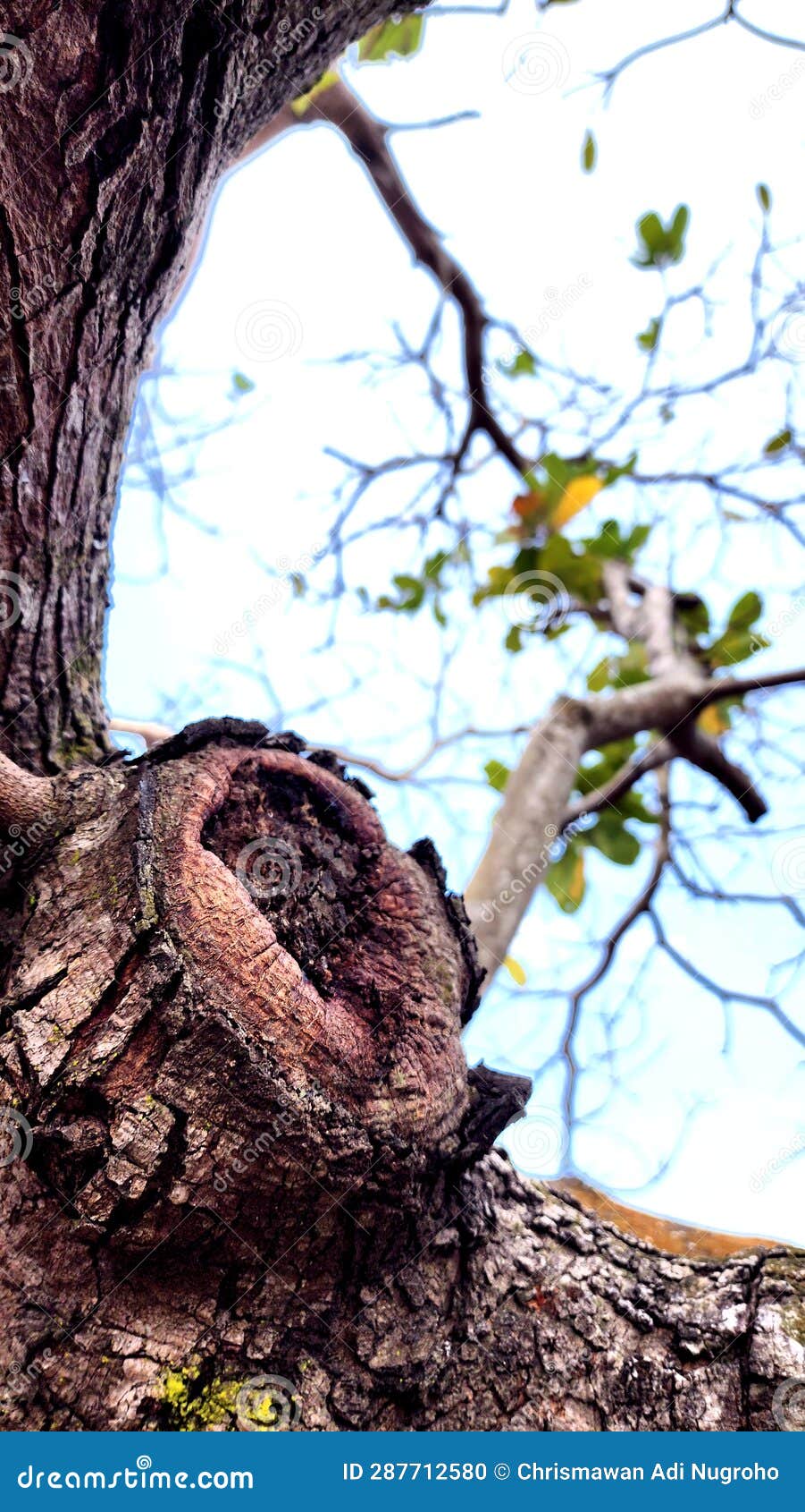 Detailed Texture of a Tree Trunk with a Blue Sky Background Stock Photo ...