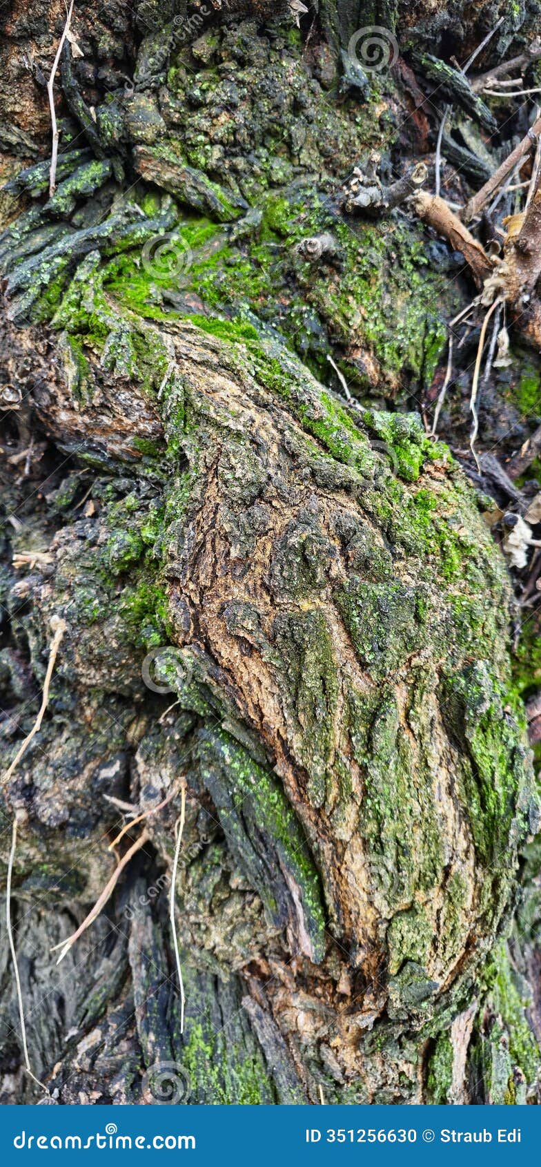 Detailed Texture with Tree Trunk with Moss and Lichen Stock Photo ...
