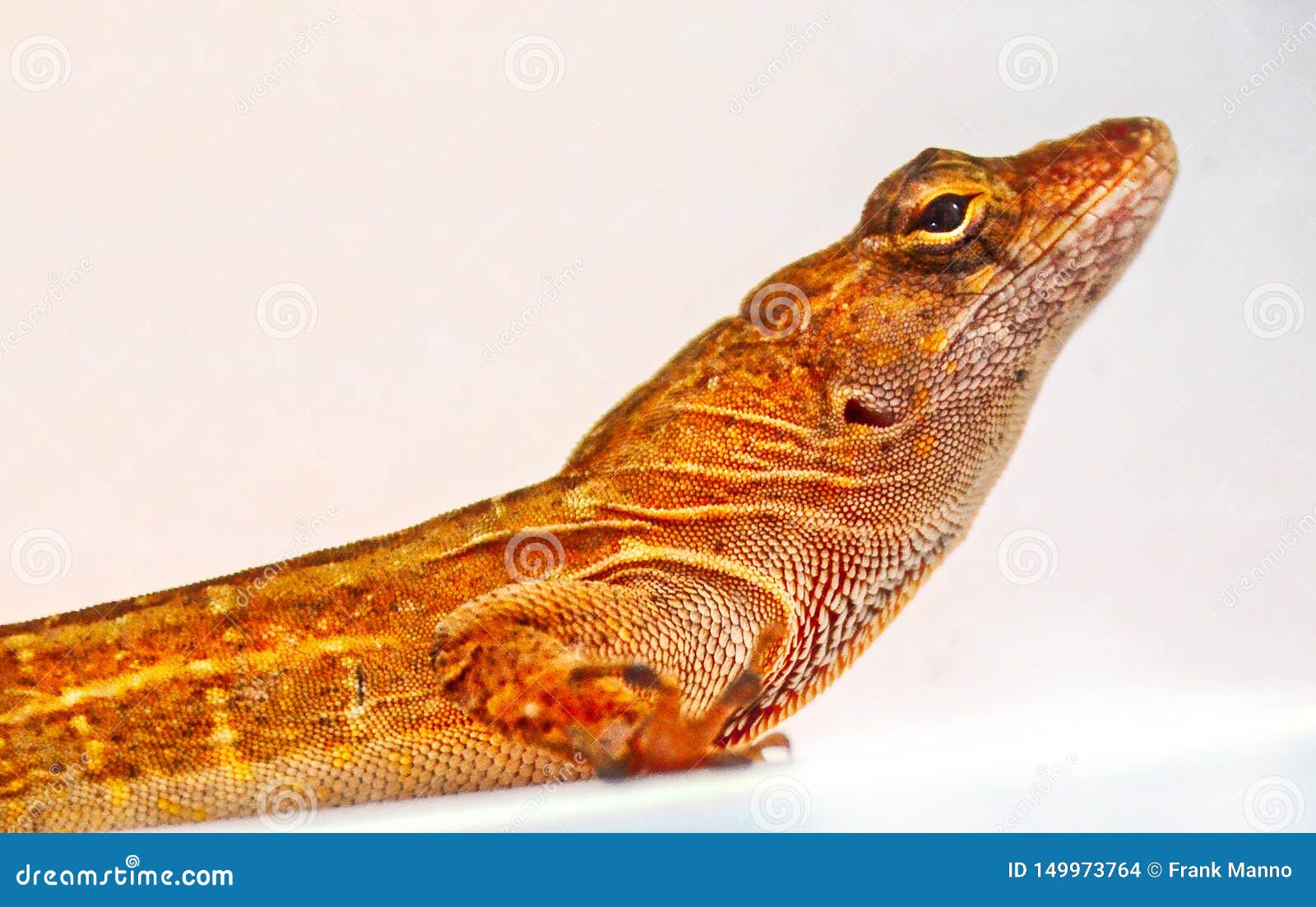 Close Up of Lizard and Scales Stock Photo - Image of lizard, detailed ...