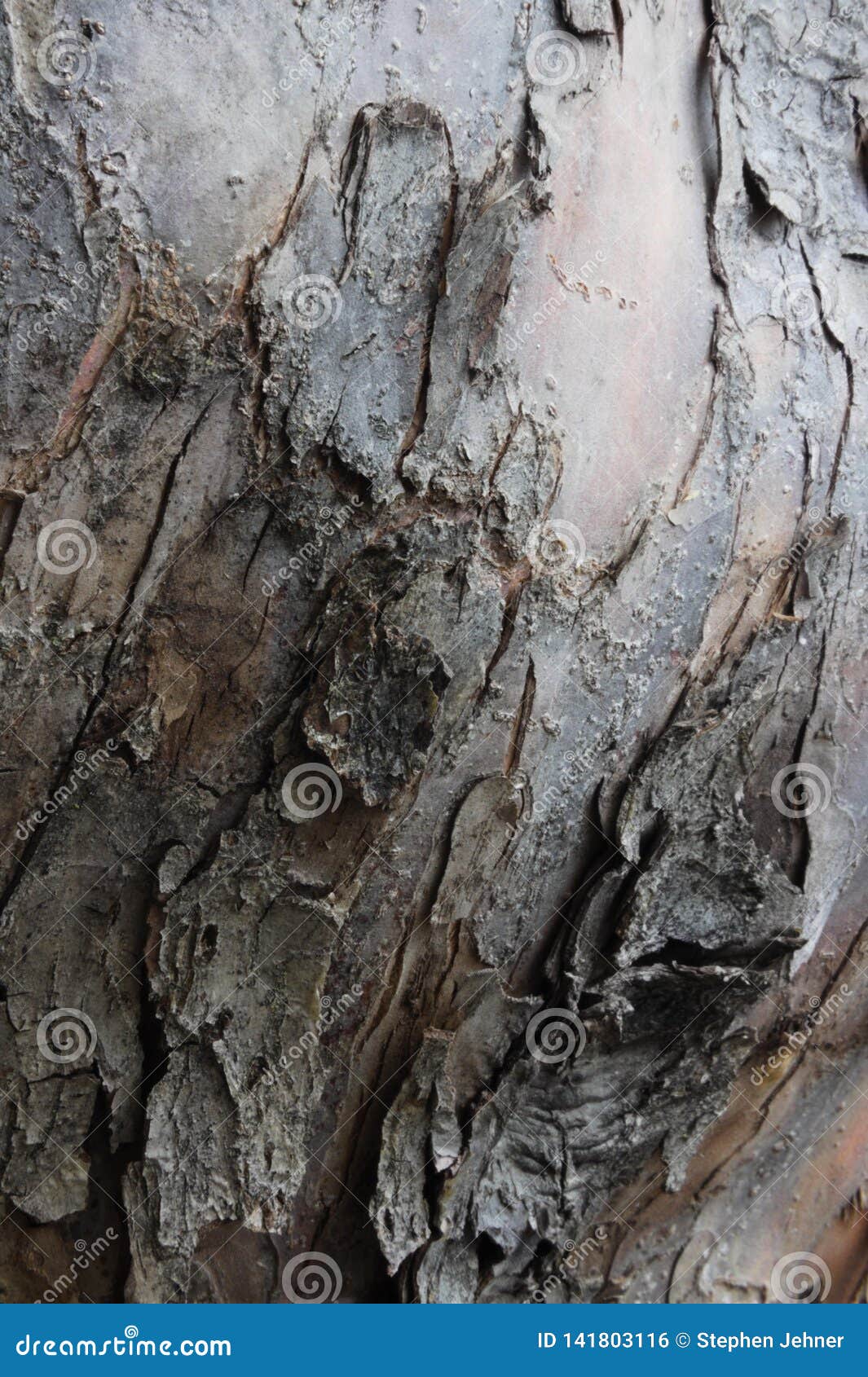 Detailed Tree Bark, Close Up Stock Photo - Image of tree, cork: 141803116