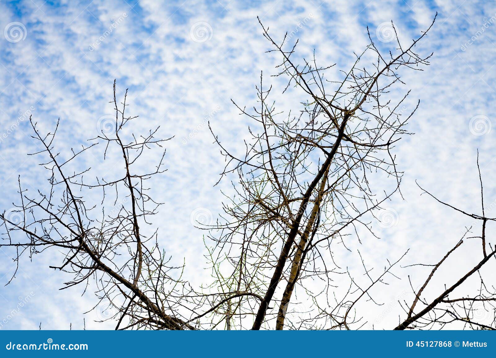 Detailed Tree Branches Against Sky with White Stock Photo - Image of ...