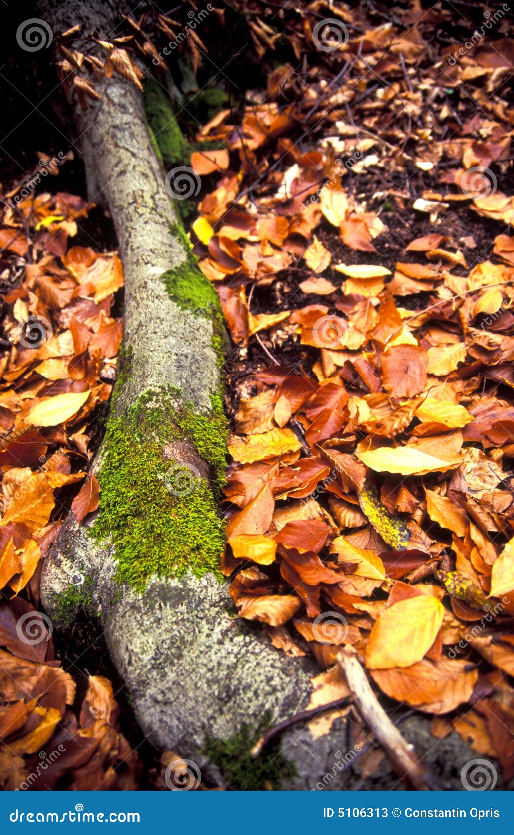 Detailed Tree Root and Leaves Stock Image - Image of woods, yellowish ...